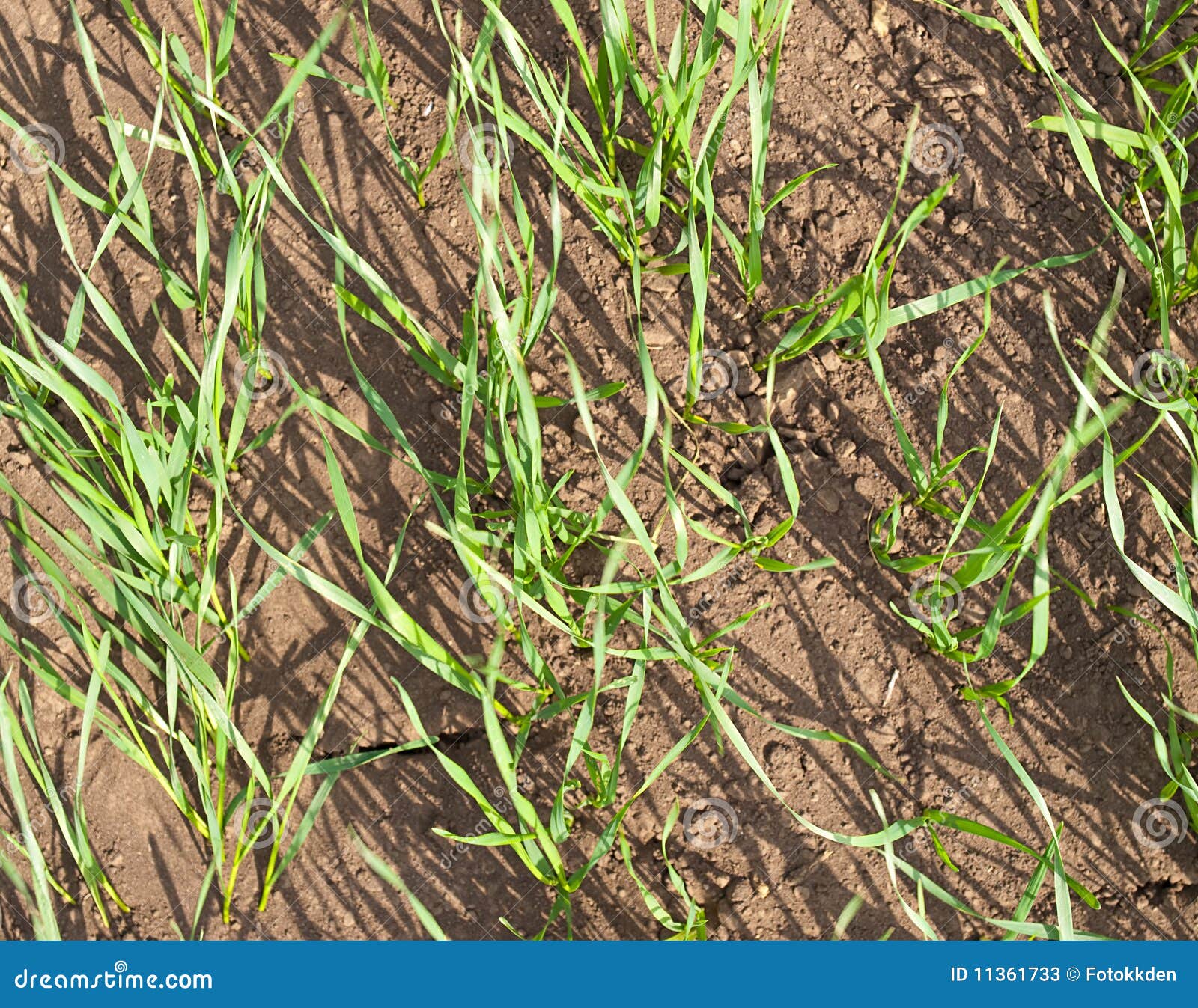 Green Sprouting Small Grass and the Black Earth Stock Image - Image of ...