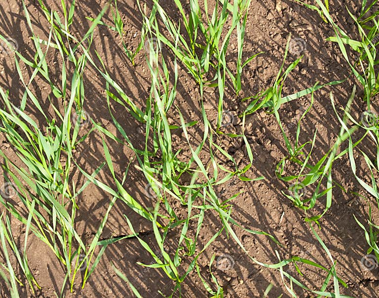 Green Sprouting Small Grass and the Black Earth Stock Image - Image of ...