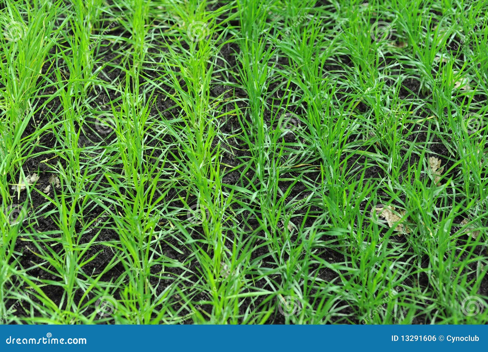 Green sprouts stock photo. Image of season, spring, land - 13291606