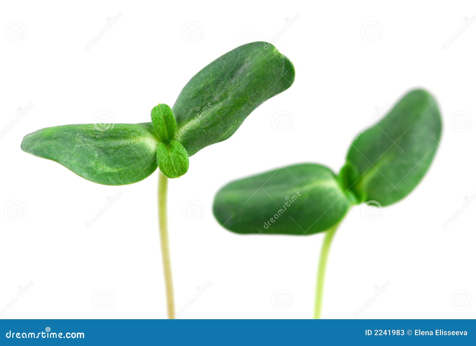 Green sprouts stock image. Image of growing, anew, plant - 2241983