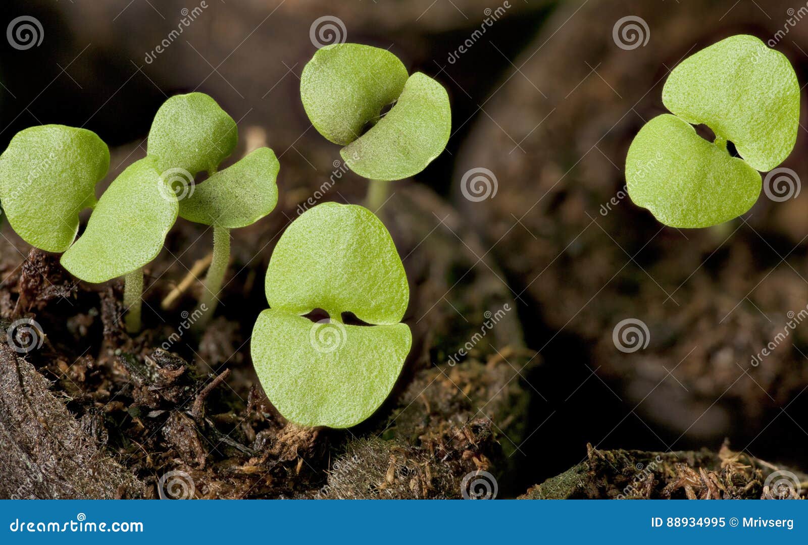 Green sprouts of basil stock image. Image of botany, growth - 88934995