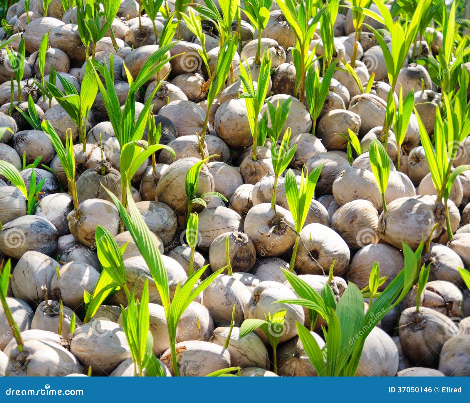 Green Sprouts of Coconut Tree Stock Photo - Image of grow, small: 37050146