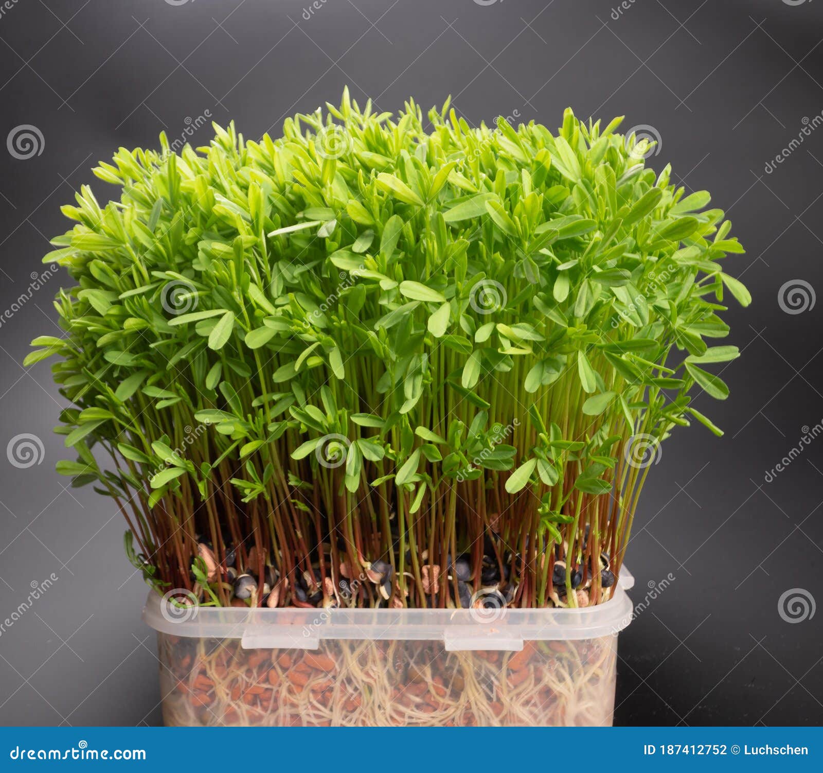 Green Sprouts Edible Plants. Microgreens Nutrition Stock Photo - Image ...