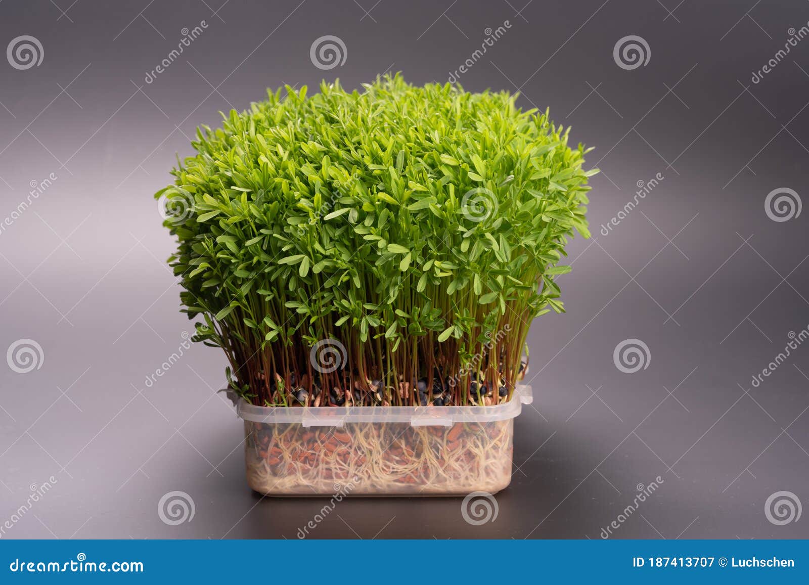 Green Sprouts Edible Plants. Microgreens Nutrition Stock Image - Image ...