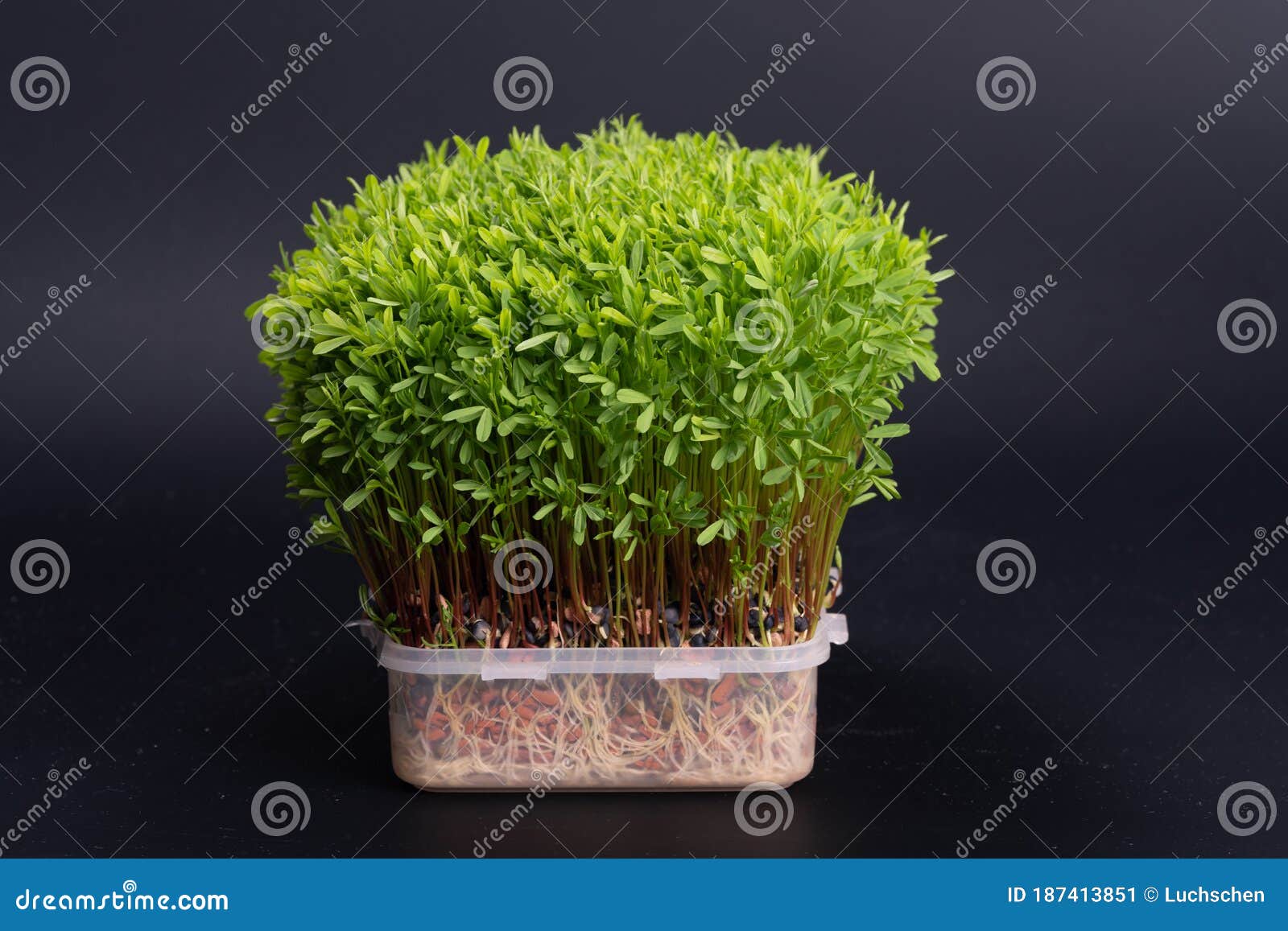 Green Sprouts Edible Plants. Microgreens Nutrition Stock Image - Image ...