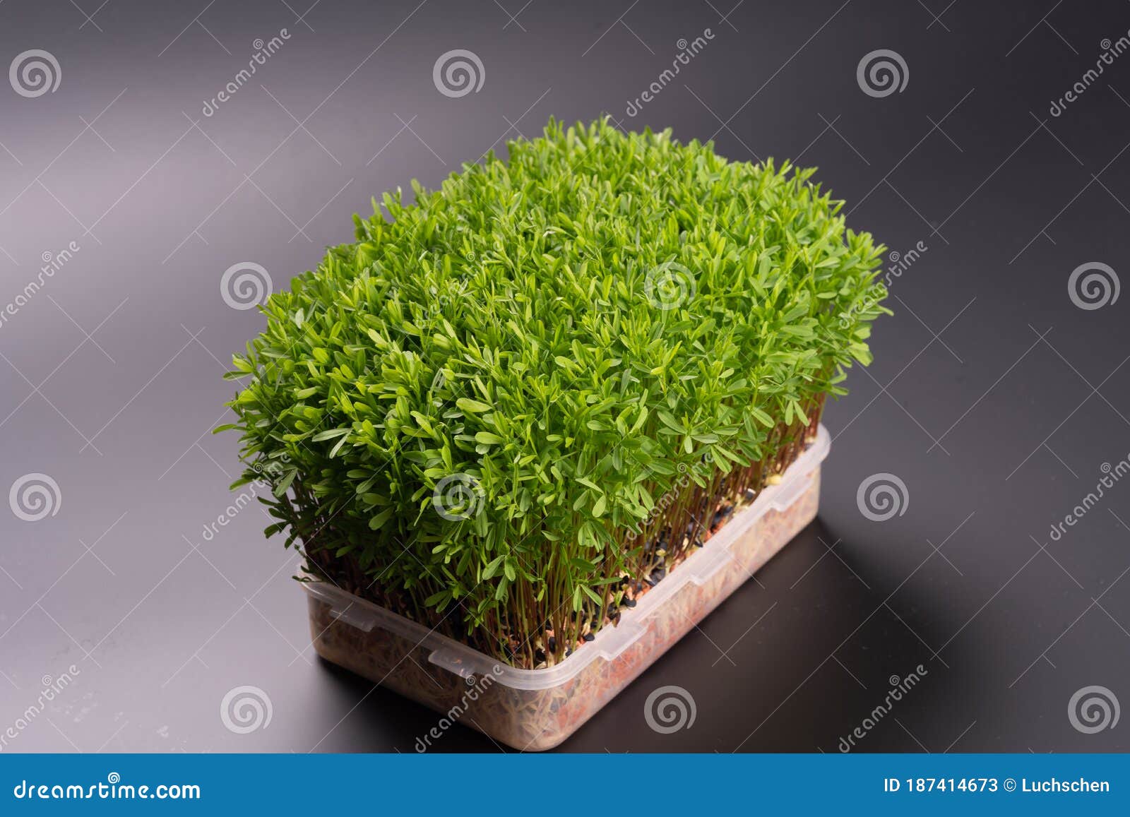 Green Sprouts Edible Plants. Microgreens Nutrition Stock Image - Image ...