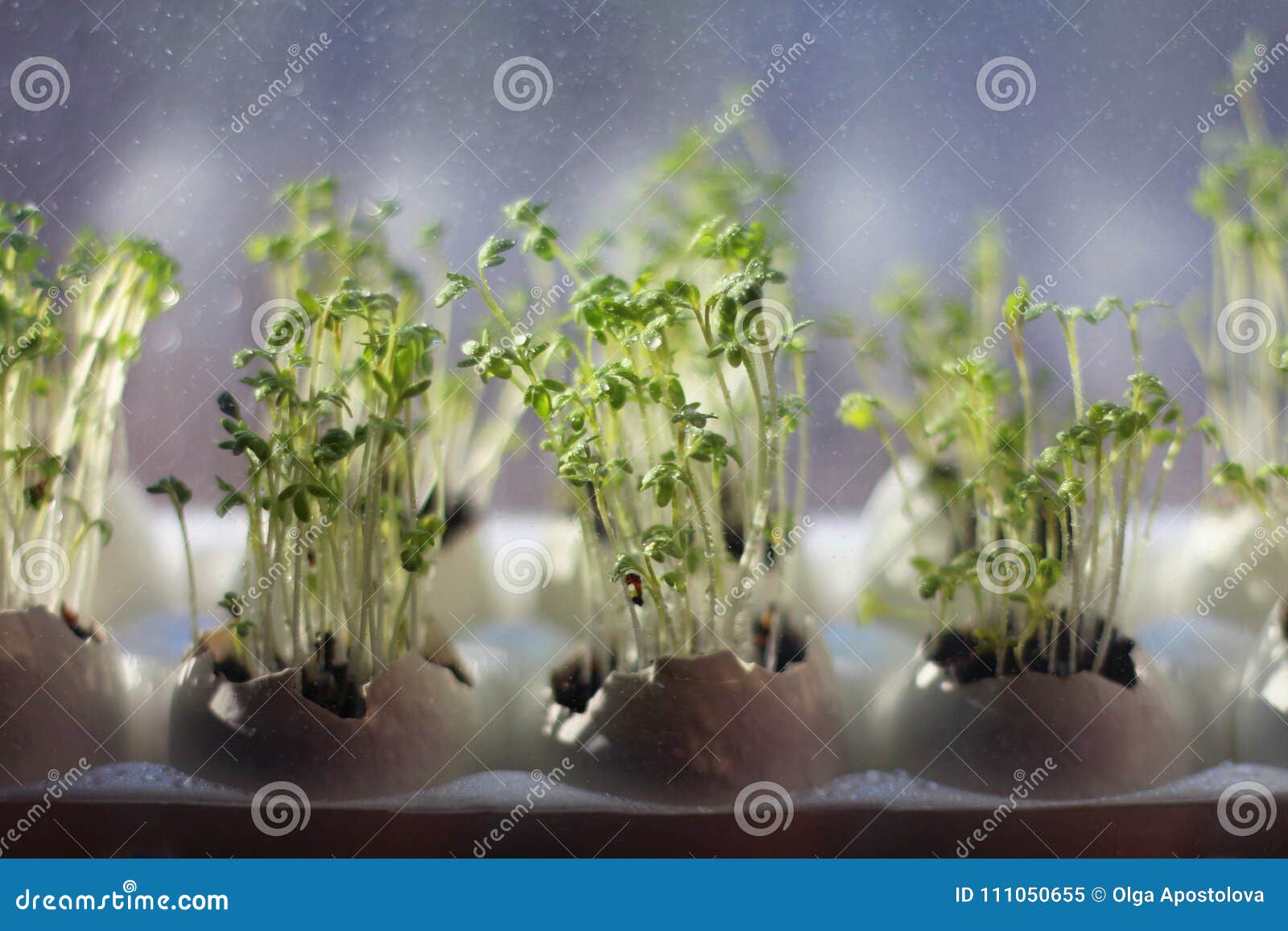 Green Sprouts in an Egg Shell in Beams of the Sun with Drops on a ...
