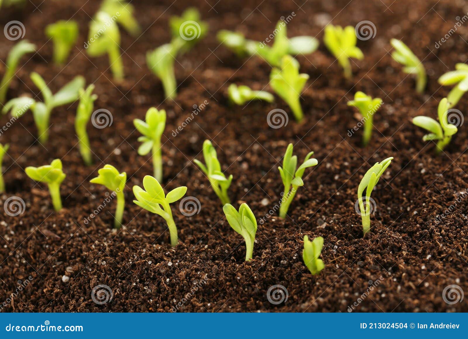 Sprouts growing out stock photo. Image of sprout, leaf - 213024504