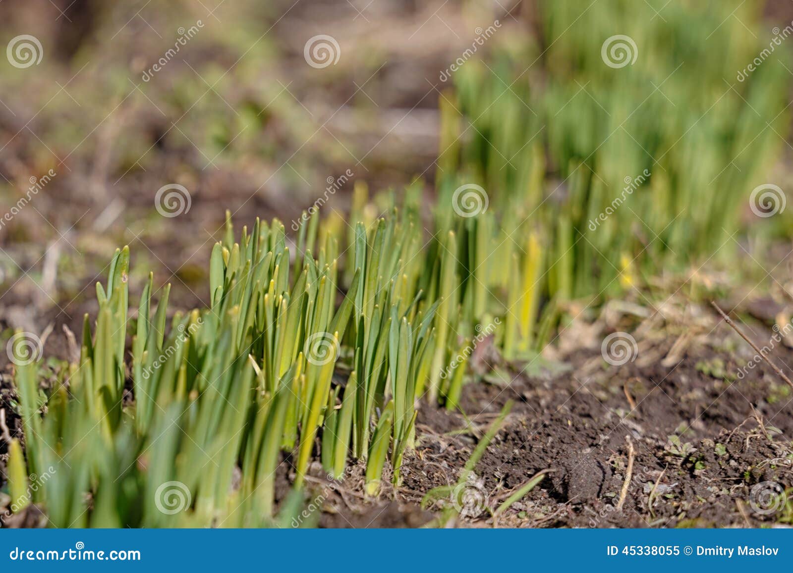 Green sprouts stock image. Image of leaves, nature, bright - 45338055