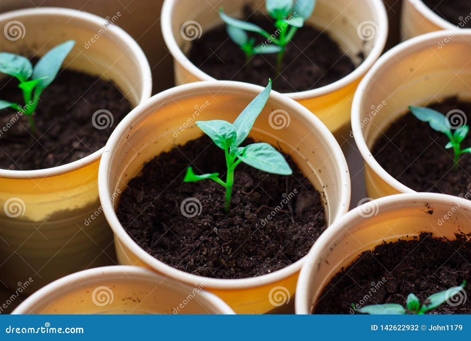 Green Sprouts in an Organic Cup Seedling Stock Photo - Image of seed ...