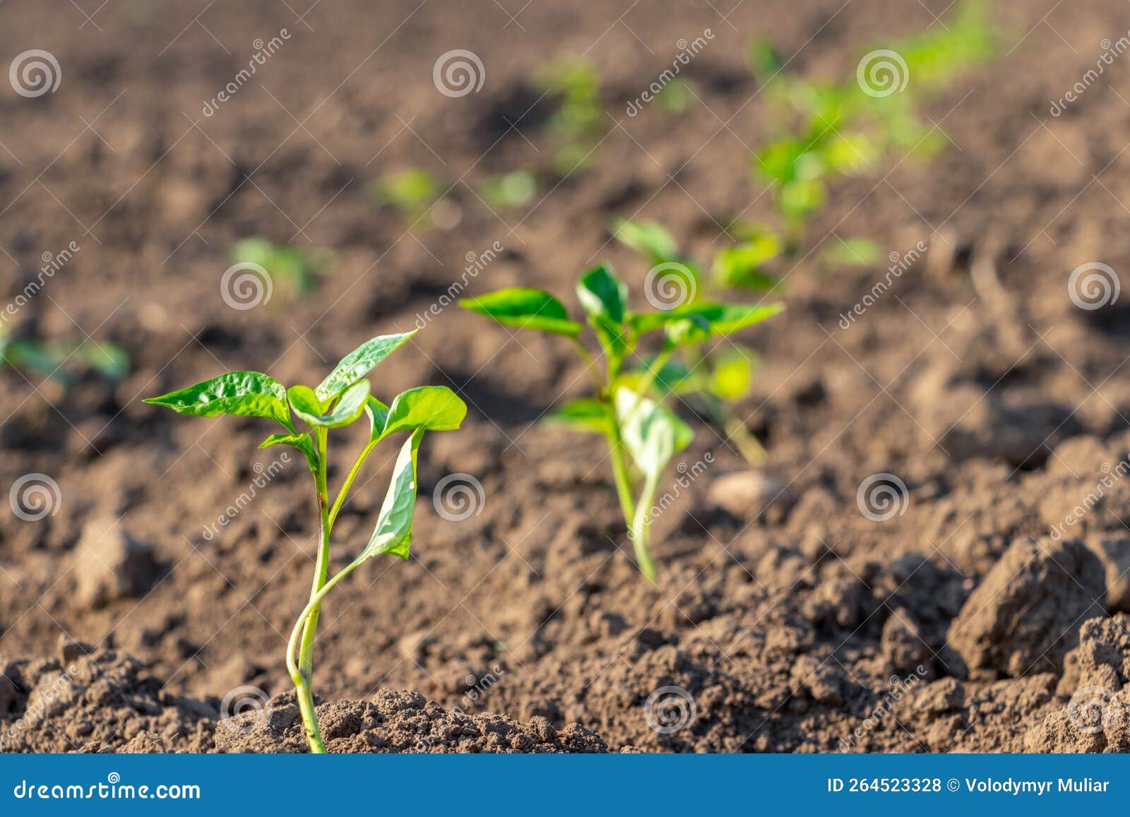 Green Sprouts of Pepper on the Bed. Cultivation of Pepper Stock Photo ...