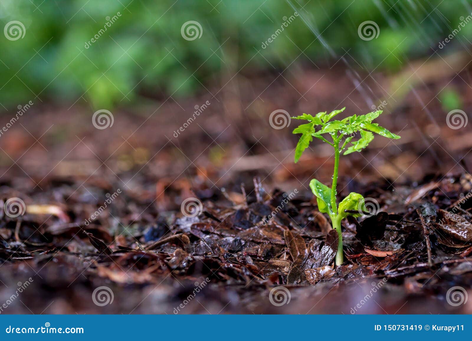 Green sprouts in rain stock image. Image of plant, fresh - 150731419