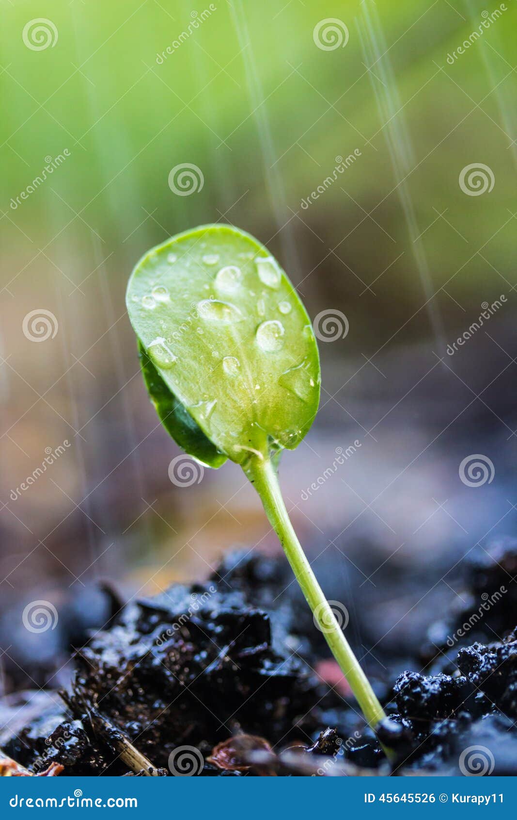 Green sprouts in the rain stock photo. Image of leaf - 45645526