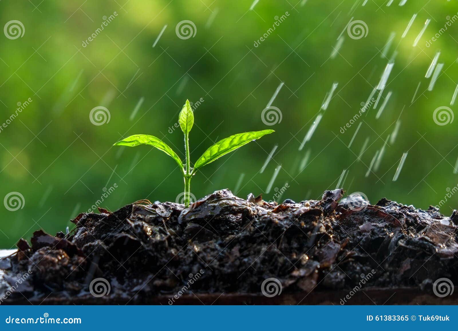 Green sprouts stock image. Image of seed, plant, season - 61383365