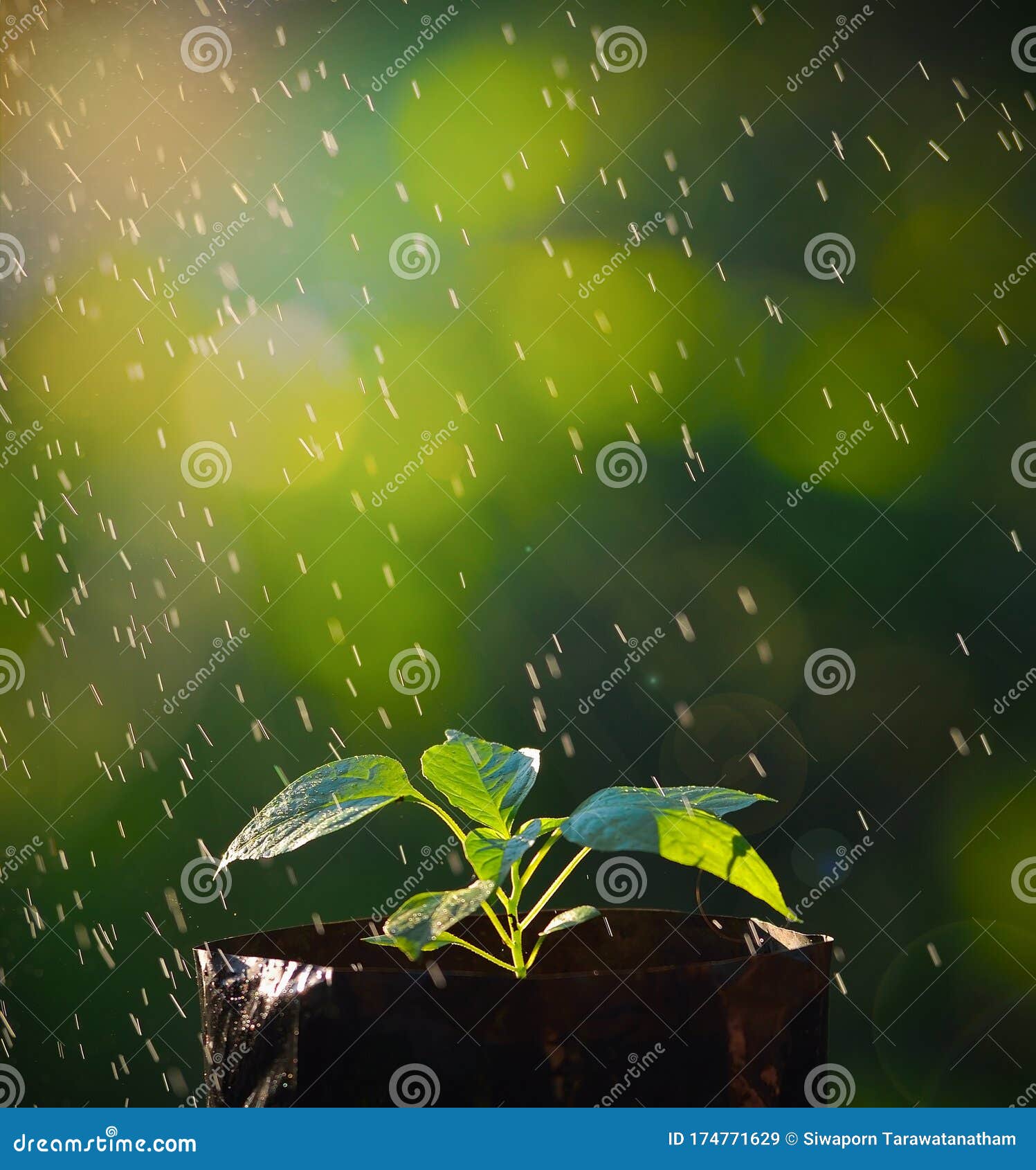 Green Sprouts in the Rain on a Garden Stock Image - Image of farm, seed ...