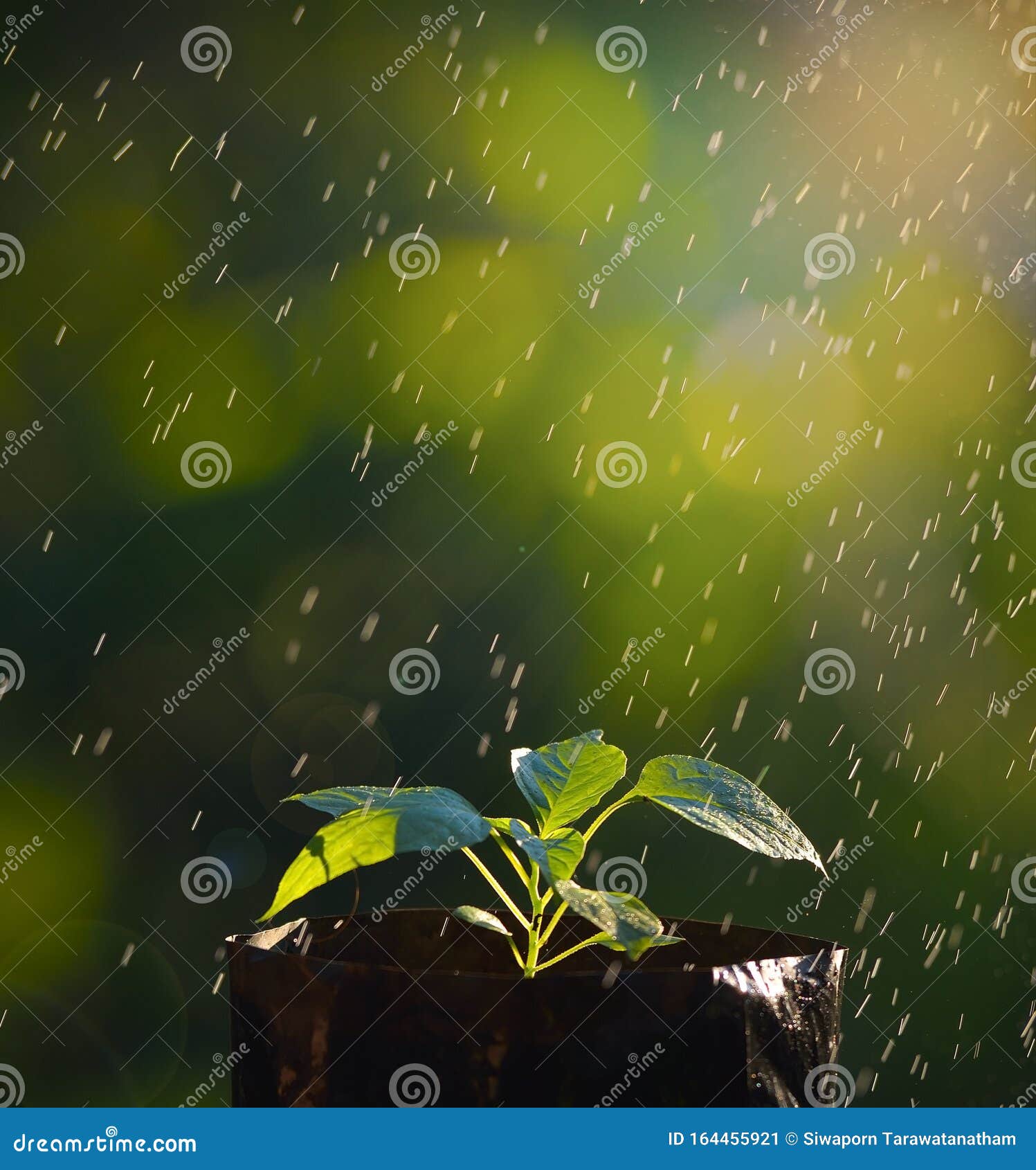 Green sprouts in the rain stock image. Image of country - 164455921