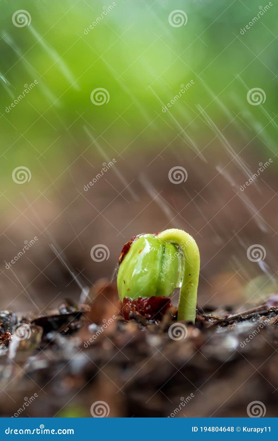 Sprouts on soil in rain. stock photo. Image of small - 194804648