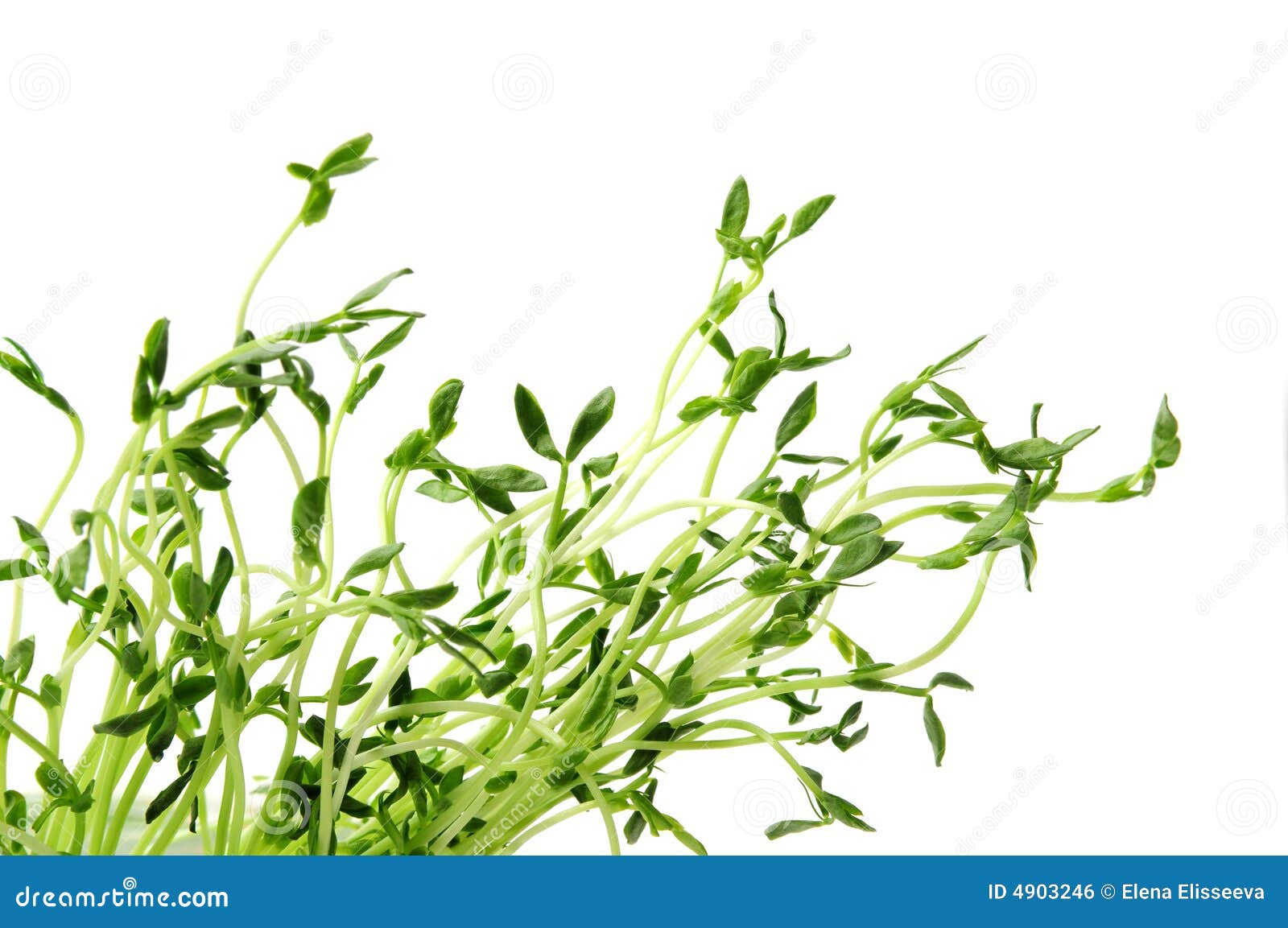 Green Sprouts on White Background Stock Photo - Image of leaf ...
