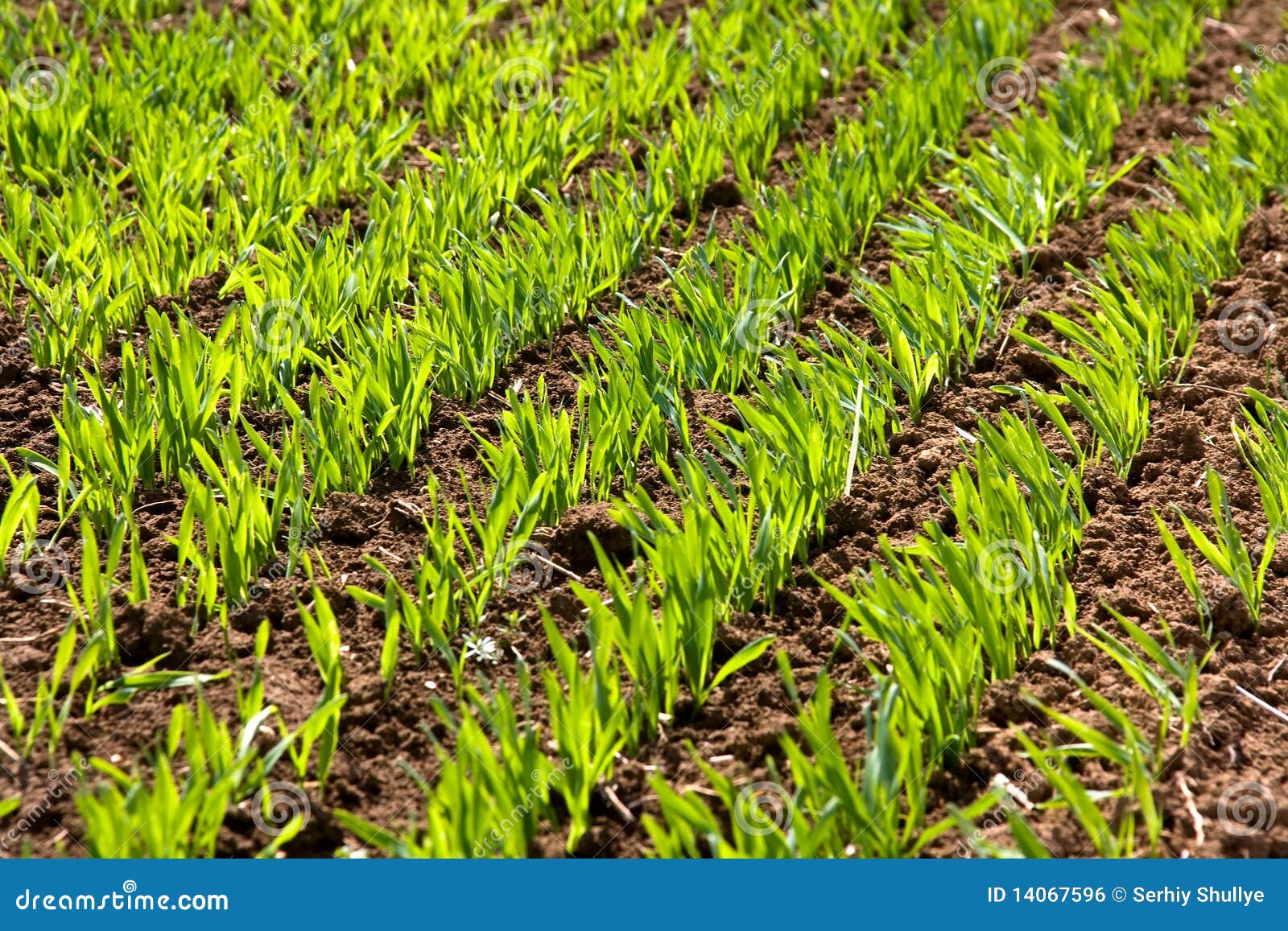 Green Sprouts of Winter Wheat Stock Photo - Image of crop, barley: 14067596