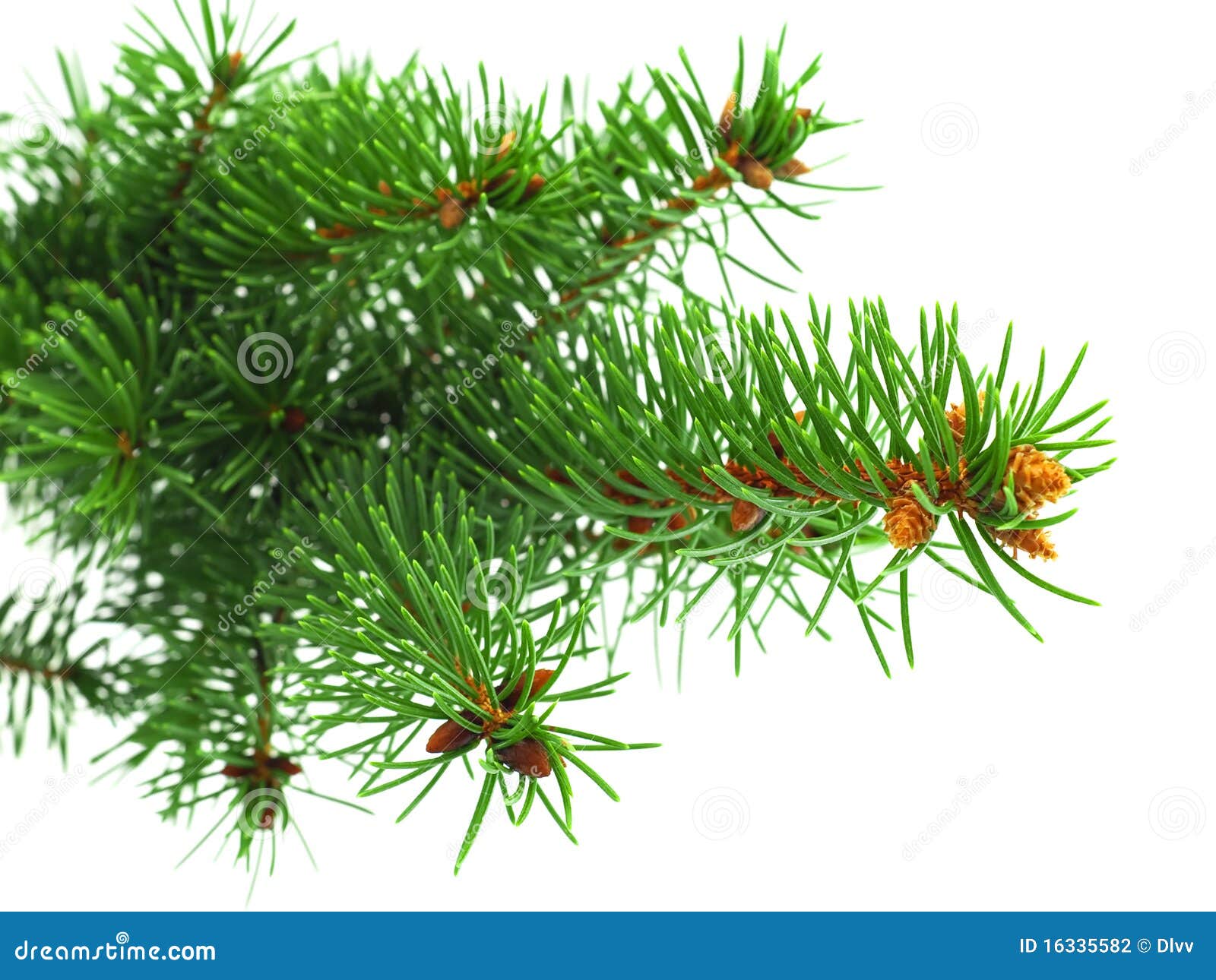 Green spruce branch stock photo. Image of macro, fresh - 16335582