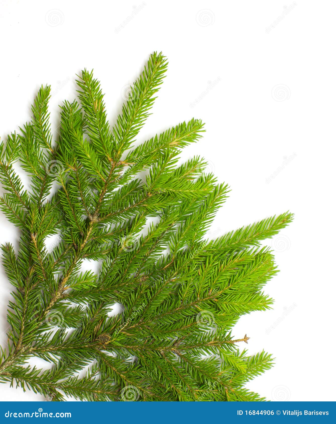 Green spruce branch stock photo. Image of year, season - 16844906