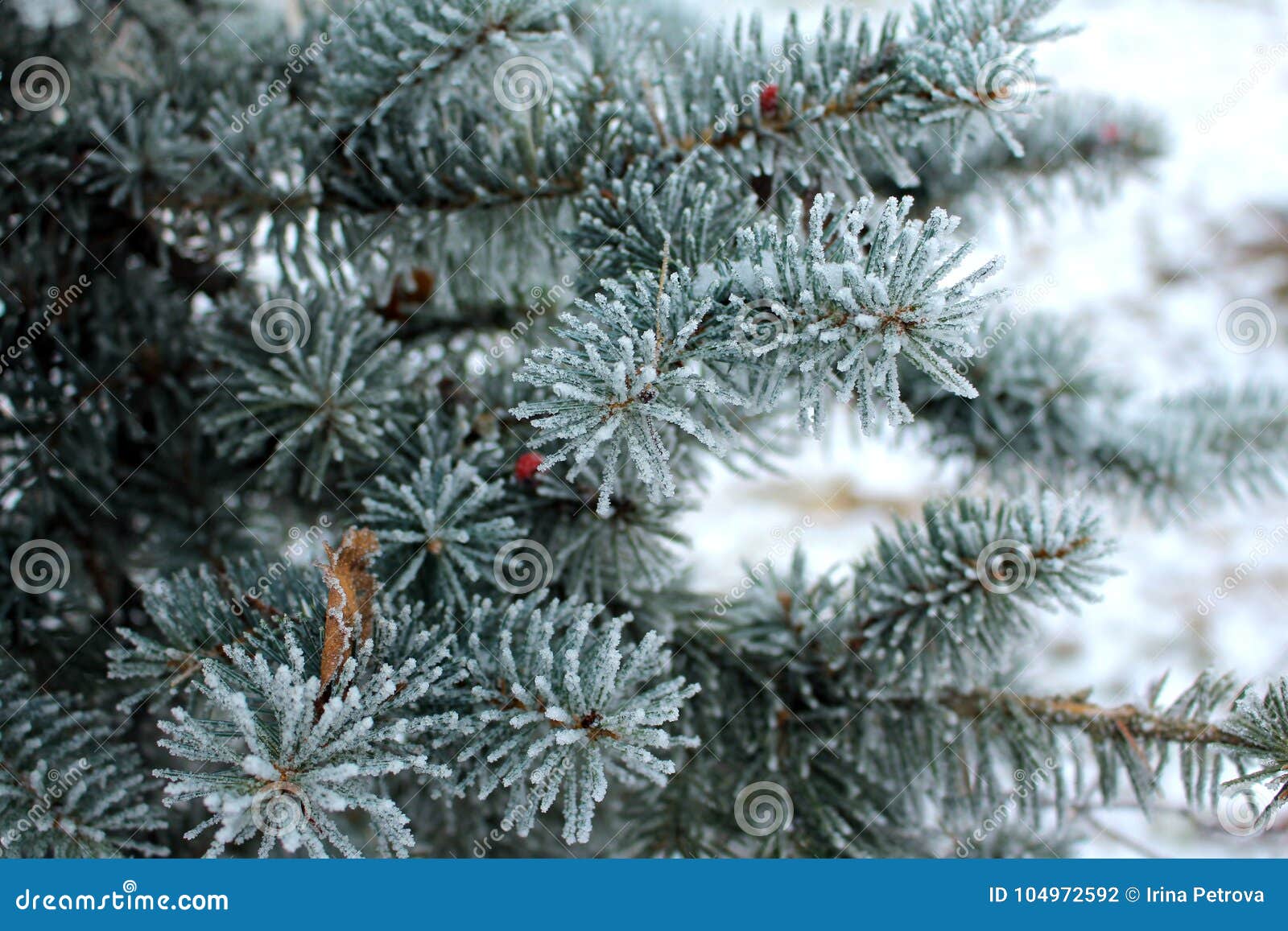 Spruce Branch Covered with Frost during the First Frost. Stock Photo ...