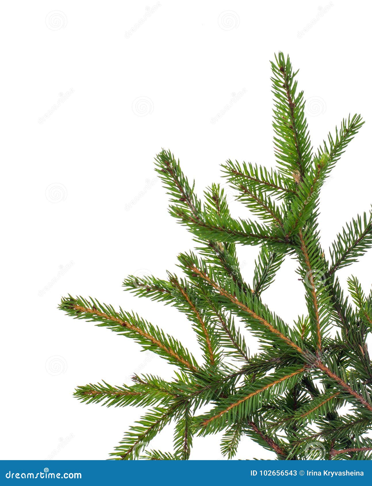 Green Spruce Branch, Pine Trees on Background for Text Stock Image ...