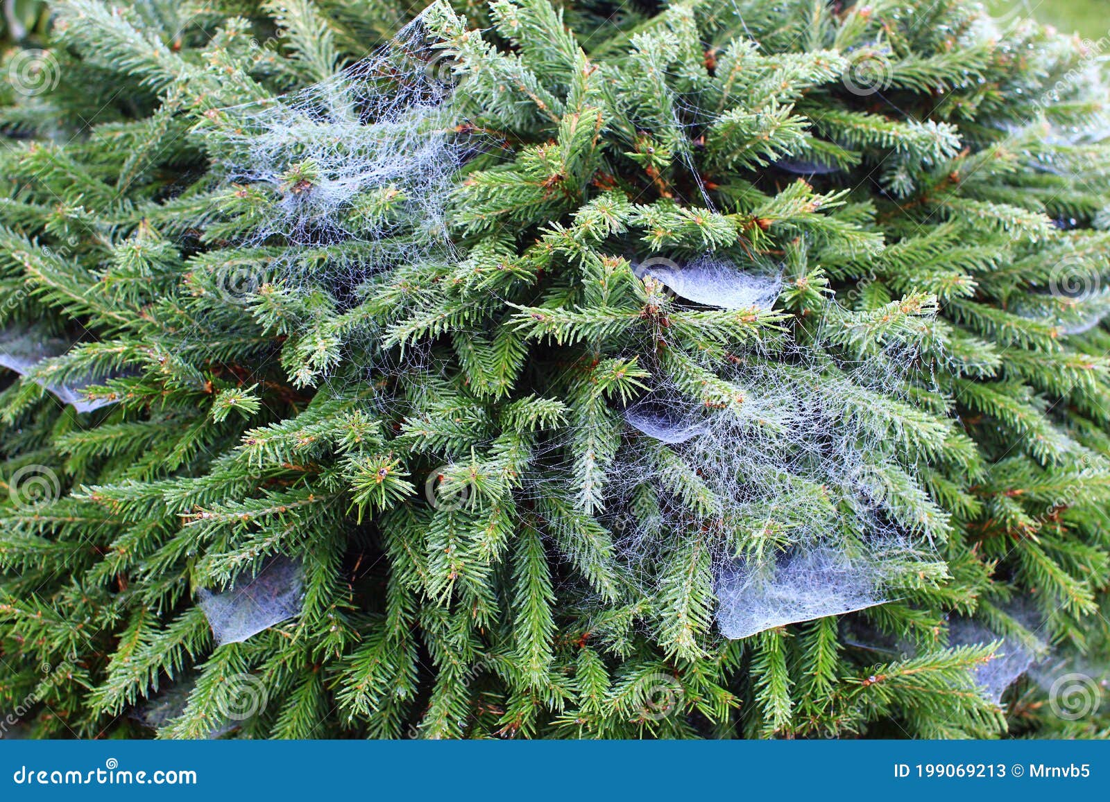Green Spruce Branches Entangled in Cobwebs. Stock Image - Image of ...