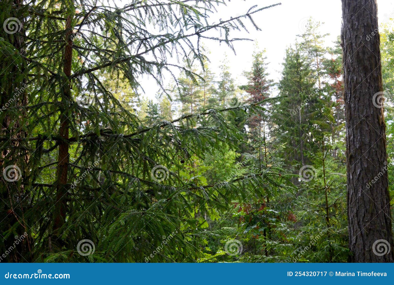 Green Spruce Branches in the Forest with Water Drops after Rain Stock ...