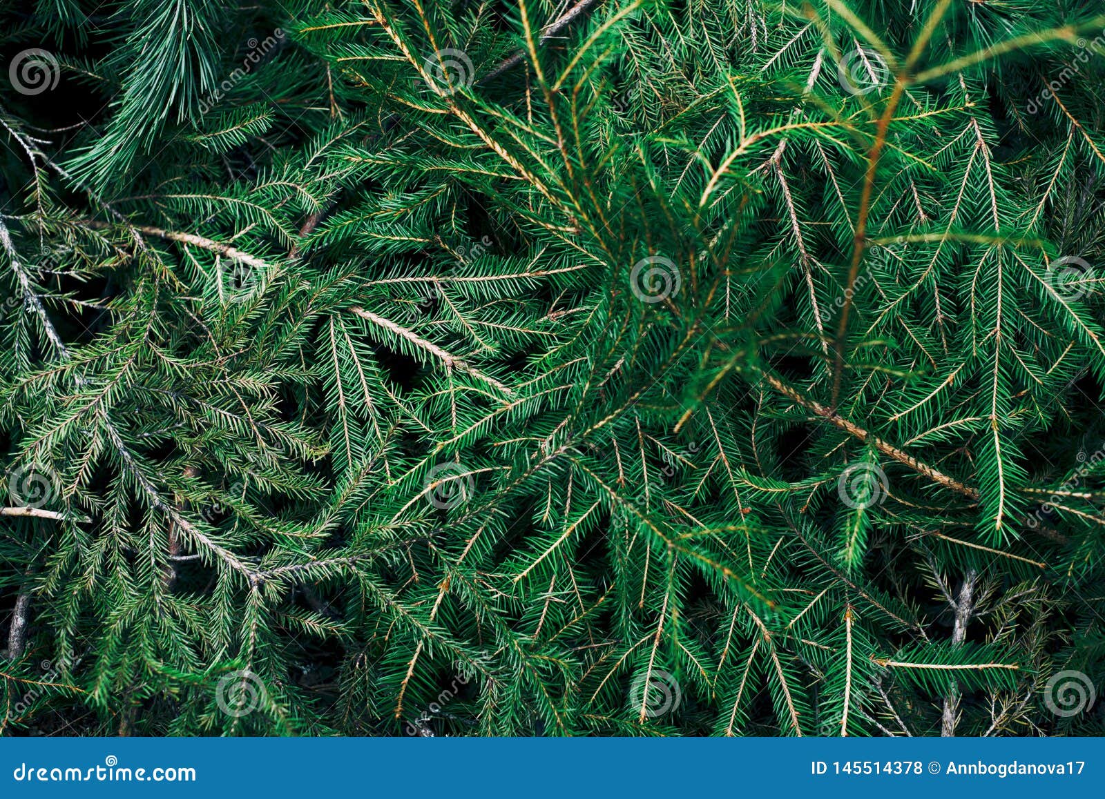 Spruce Branches on the Ground Stock Photo - Image of forest, object ...
