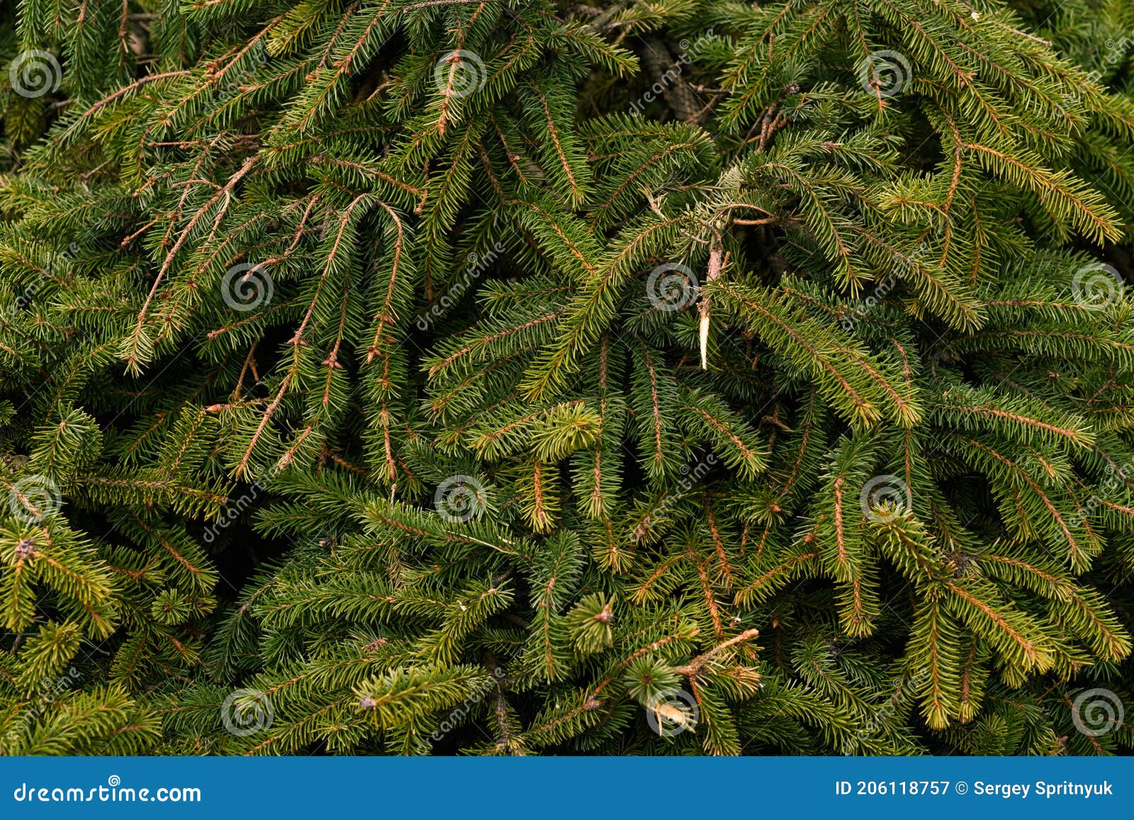 Green Spruce Branches Texture Stock Image - Image of texture ...