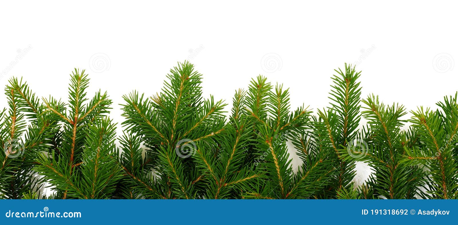 Green Spruce Branches on White Background, Suitable for Header or ...