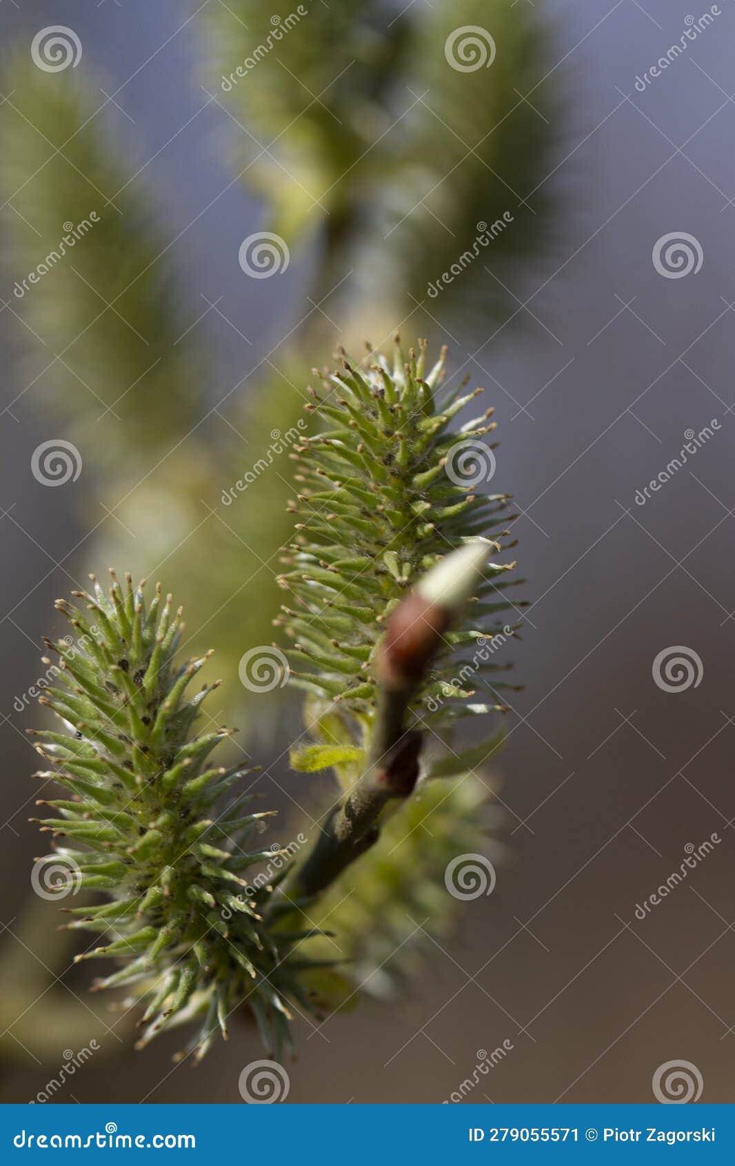 Spruce bud stock image. Image of flower, tree, frost - 279055571