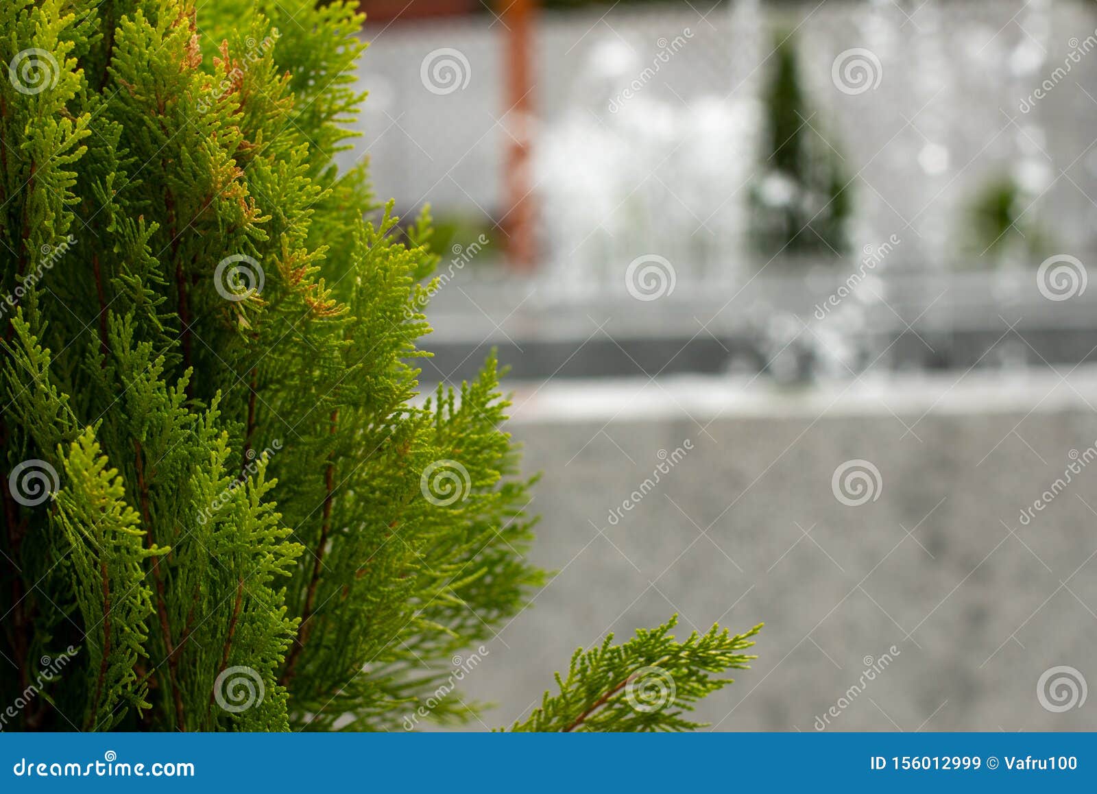 Green Spruce Bush in the Foreground. Stock Image - Image of holiday ...