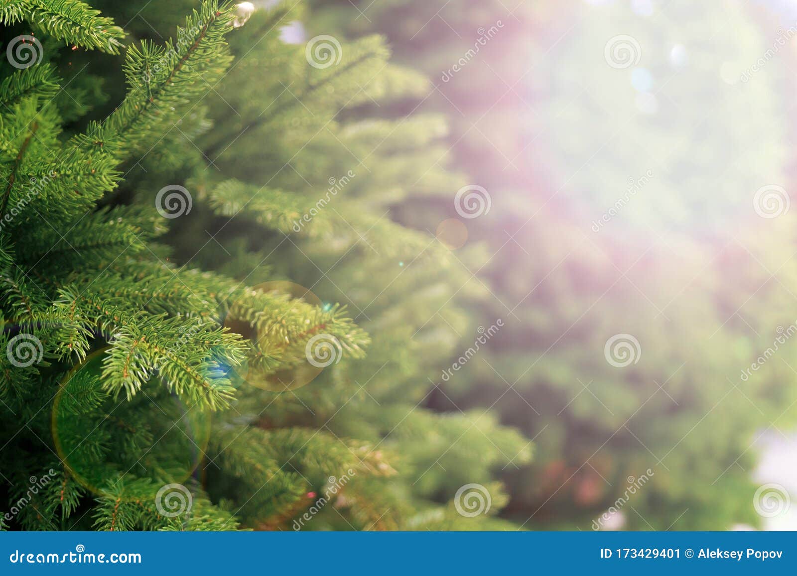 Green Spruce - Christmas Tree. Background for Design Stock Image ...