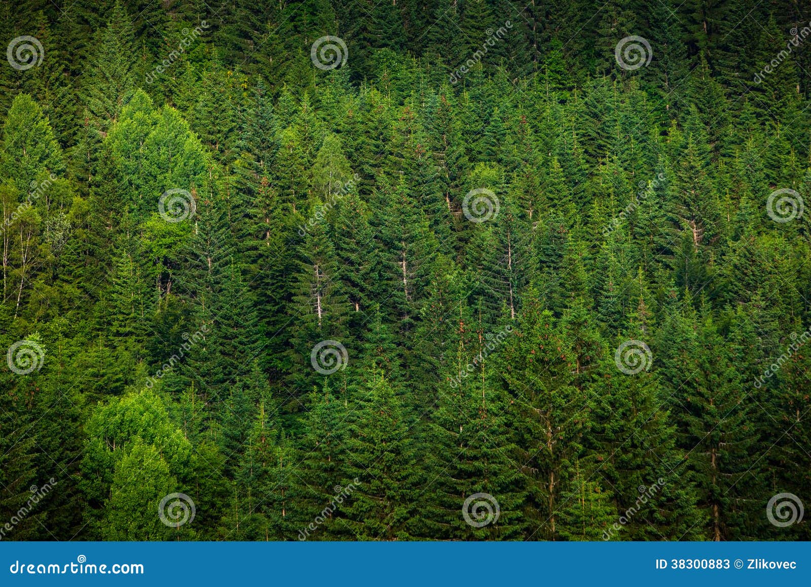 Green spruce forest stock image. Image of outdoor, forest - 38300883