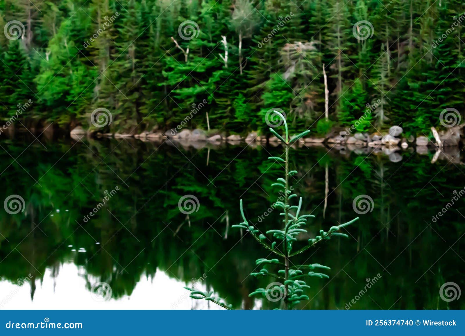 Spruce Plants and Trees Reflecting on Lake Water in the Forest Stock ...