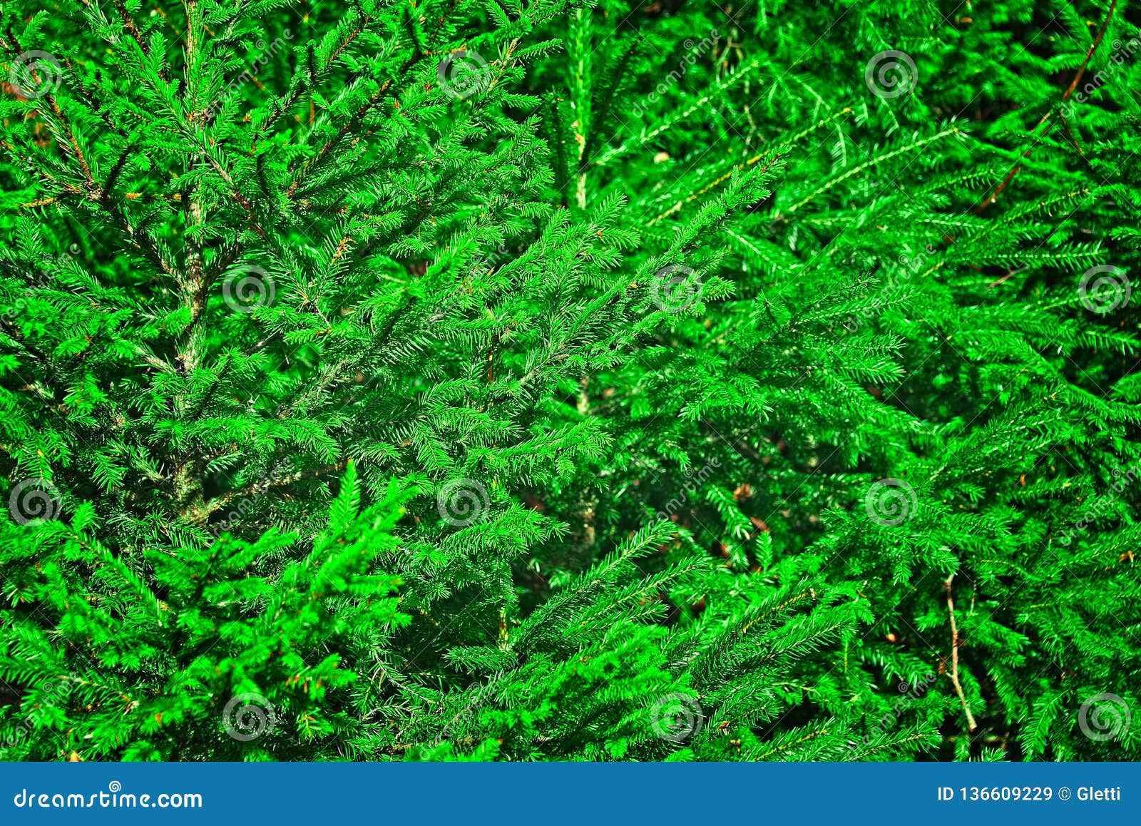 Green spruce tops stock image. Image of green, woods - 136609229