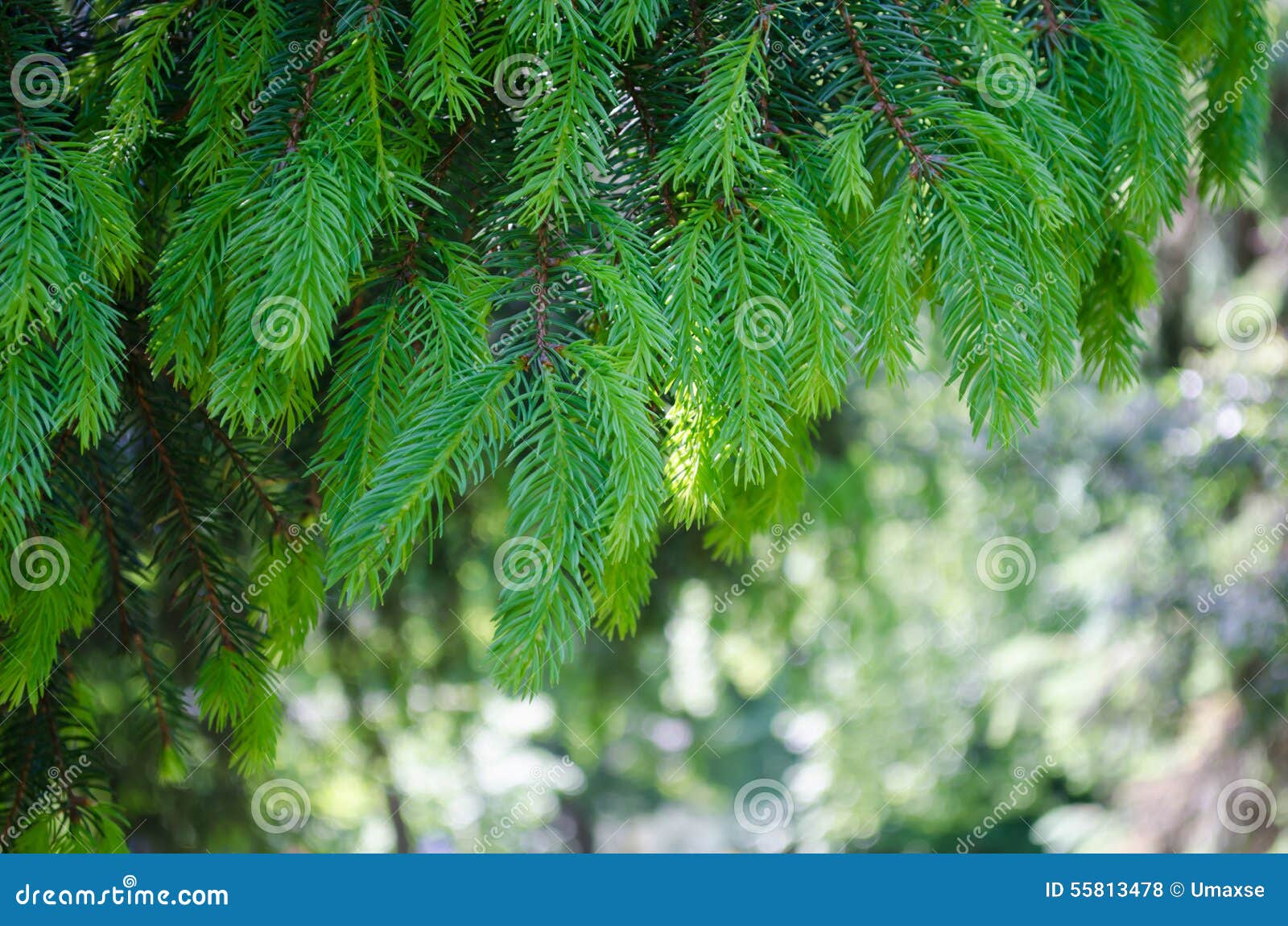 The Green Spruce Tree Branch. Stock Photo - Image of green, celebration ...