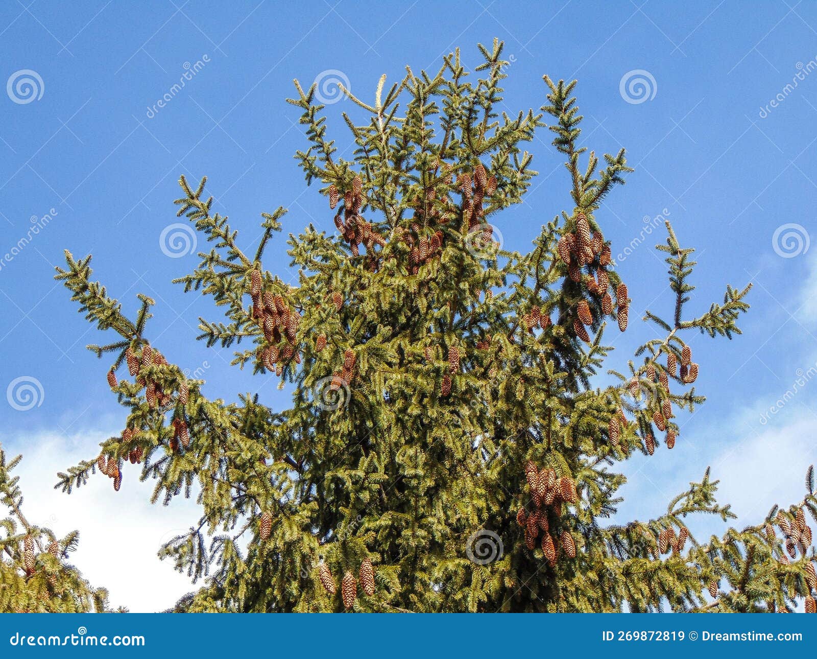 Green Spruce Tree with Cones in Romania Stock Image - Image of romania ...