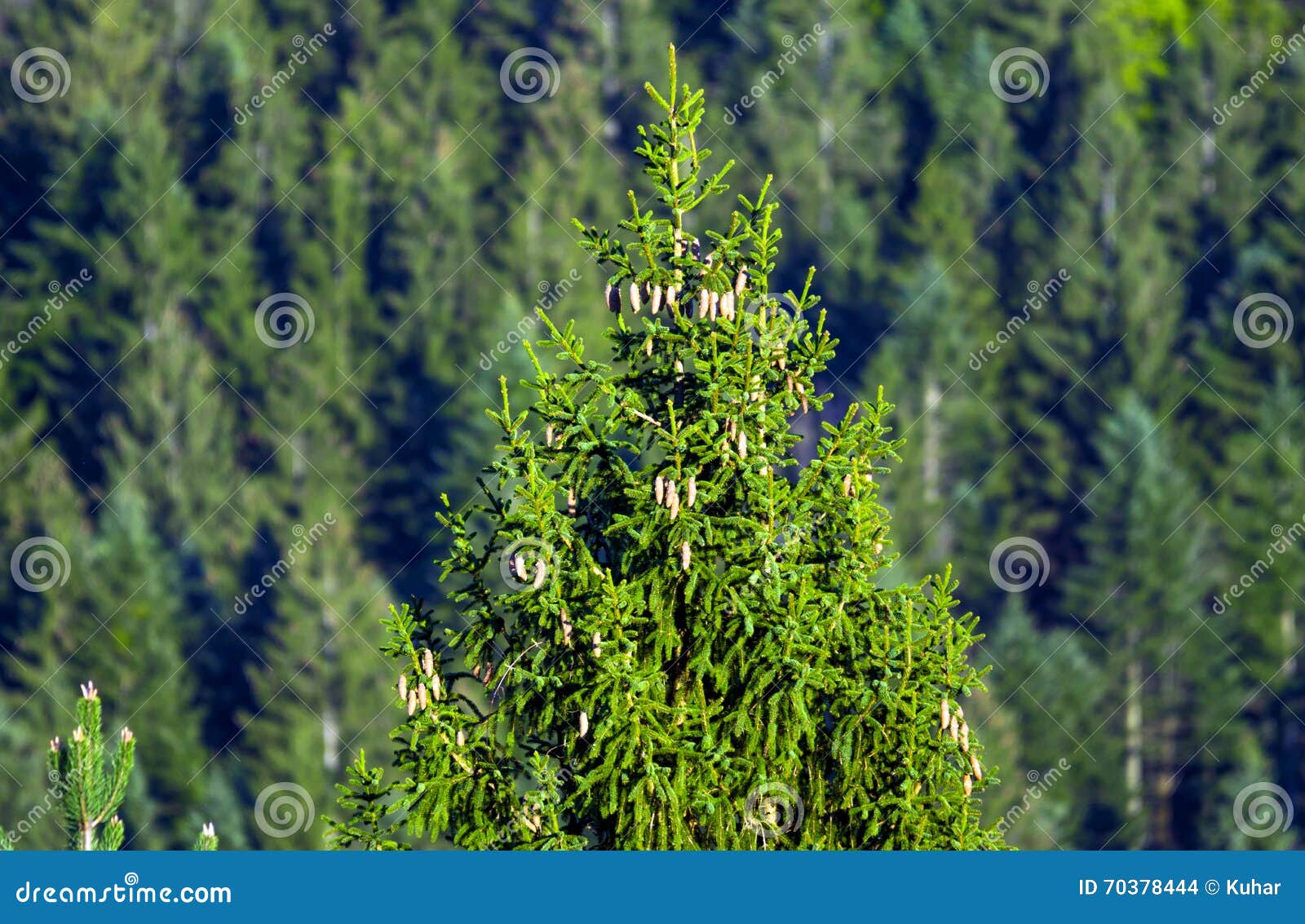 Green spruce tree stock photo. Image of conifer, tree - 70378444
