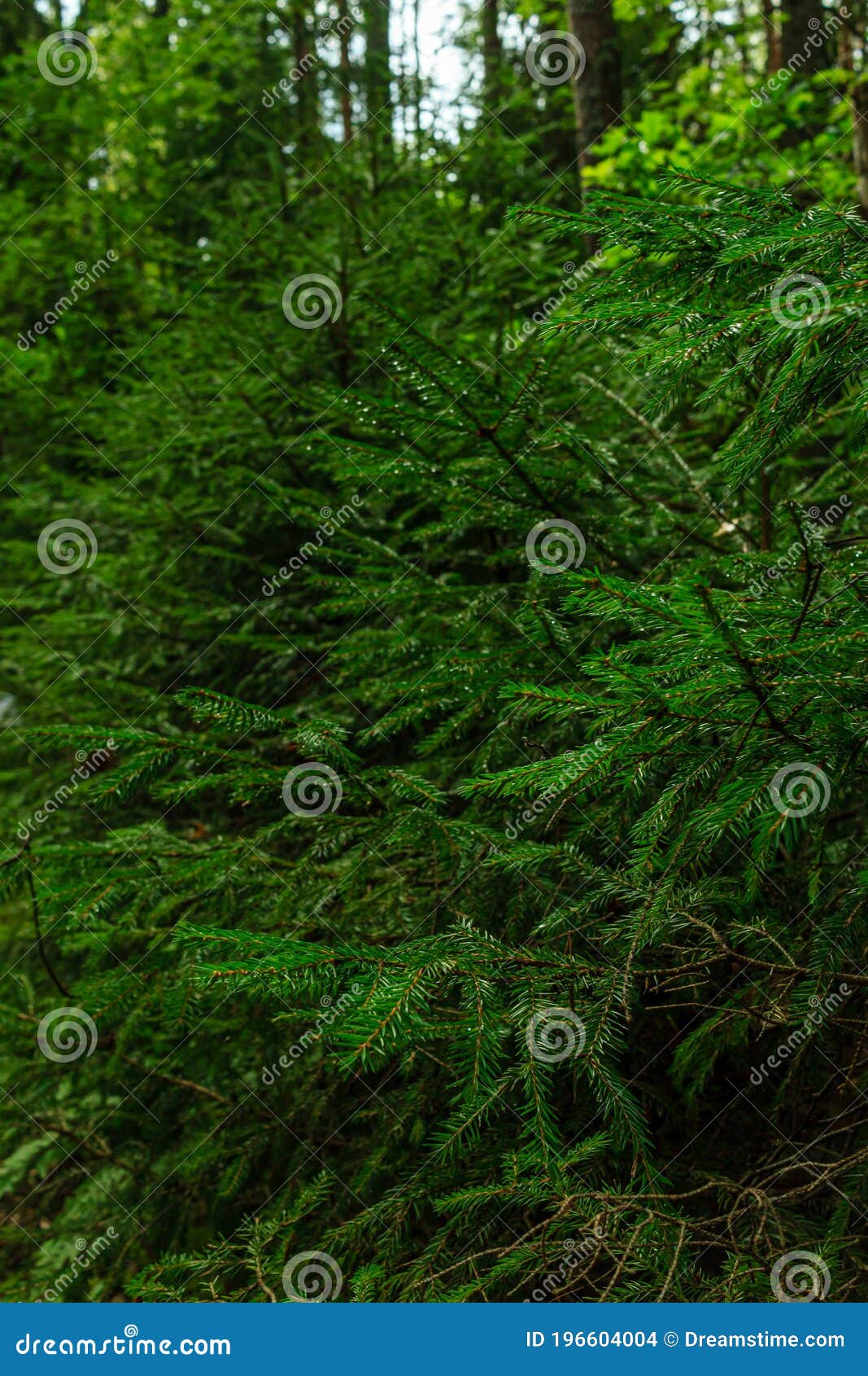 Green Spruce Tree Line in Forest Stock Photo - Image of green, pine ...