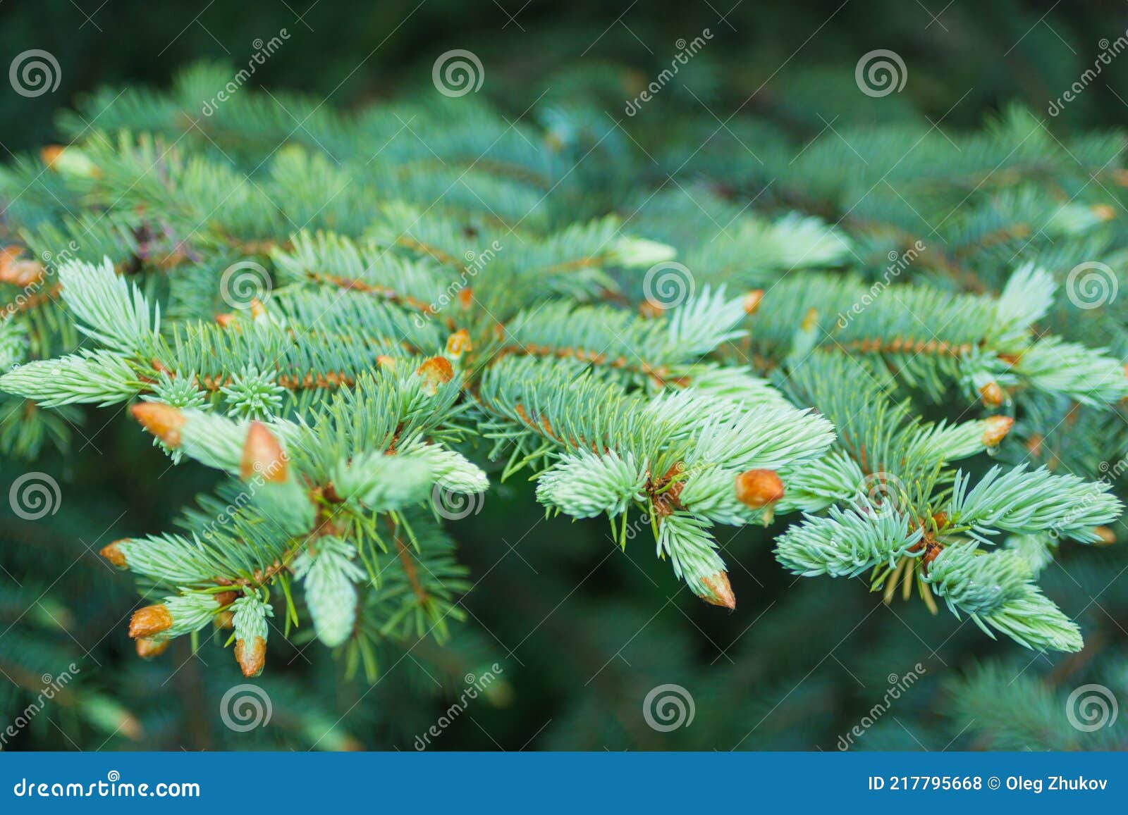 Green Spruce Tree Needles on Branch in Early Summer Stock Photo - Image ...