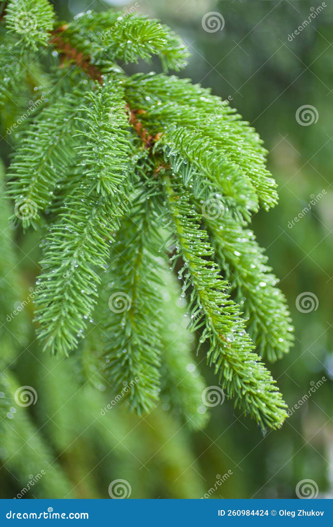 Green Spruce Tree Needles on Branch in Early Summer Stock Photo - Image ...