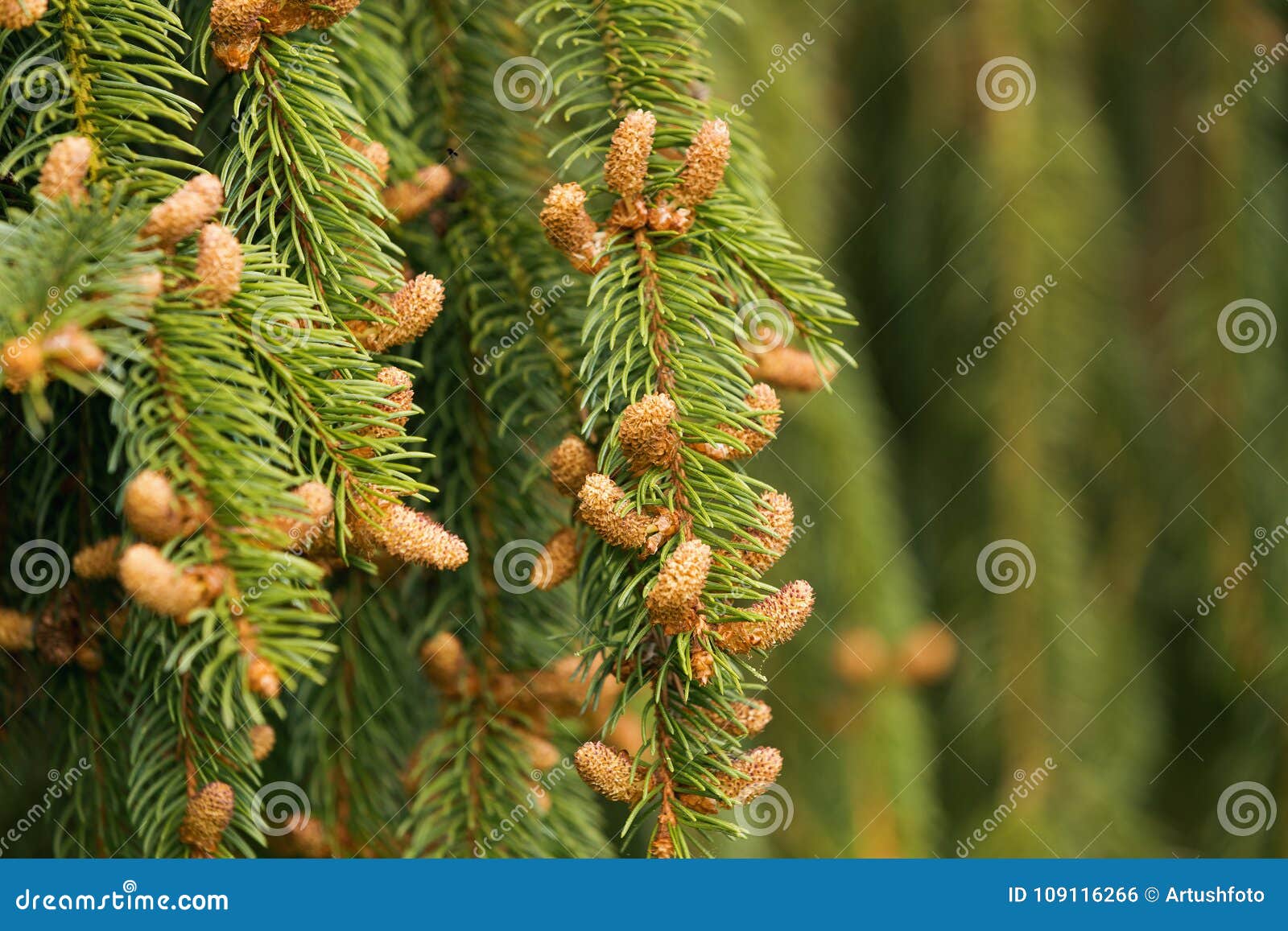 With small cone in spring stock photo. Image of abies - 109116266