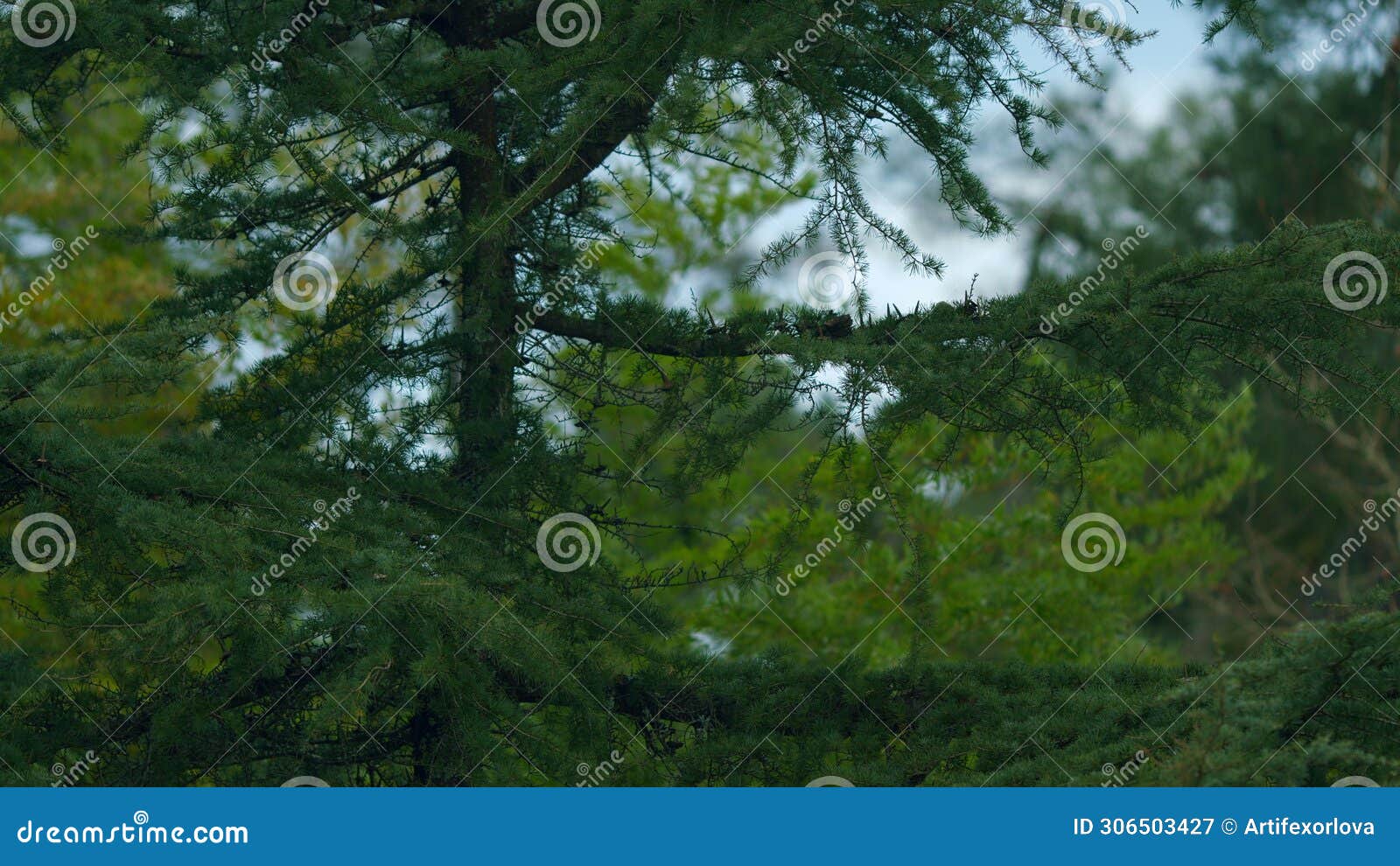 Green Spruce Tree Shaking Branches, Spring Young Pine Branches. Still ...