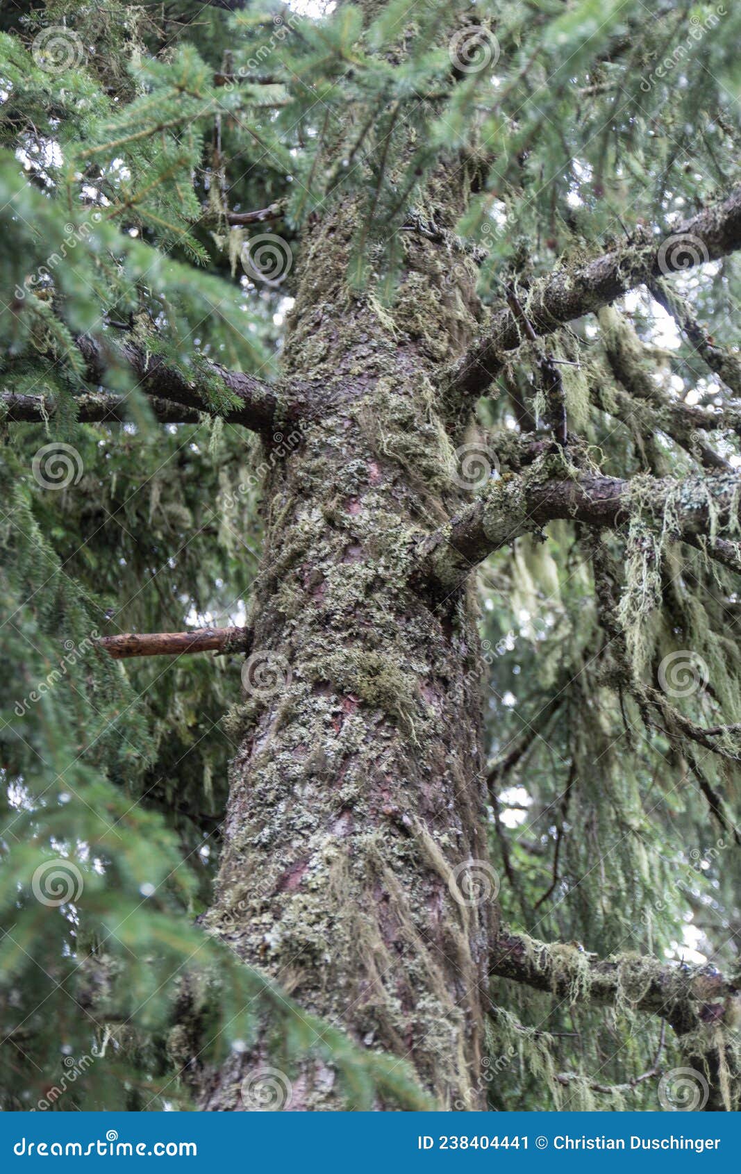 Green spruce tree stock image. Image of countryside - 238404441