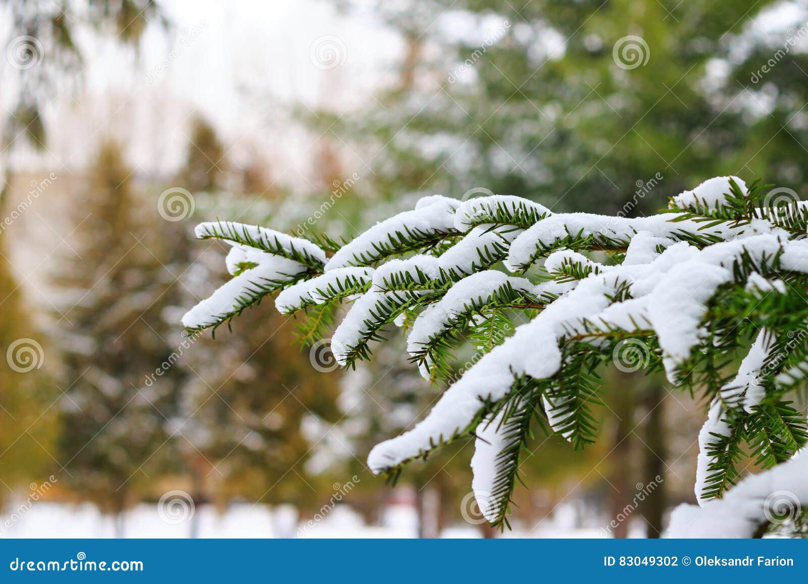 Green Spruce Tree in Winter Time, Fir Branches Covered with Snow. Stock ...