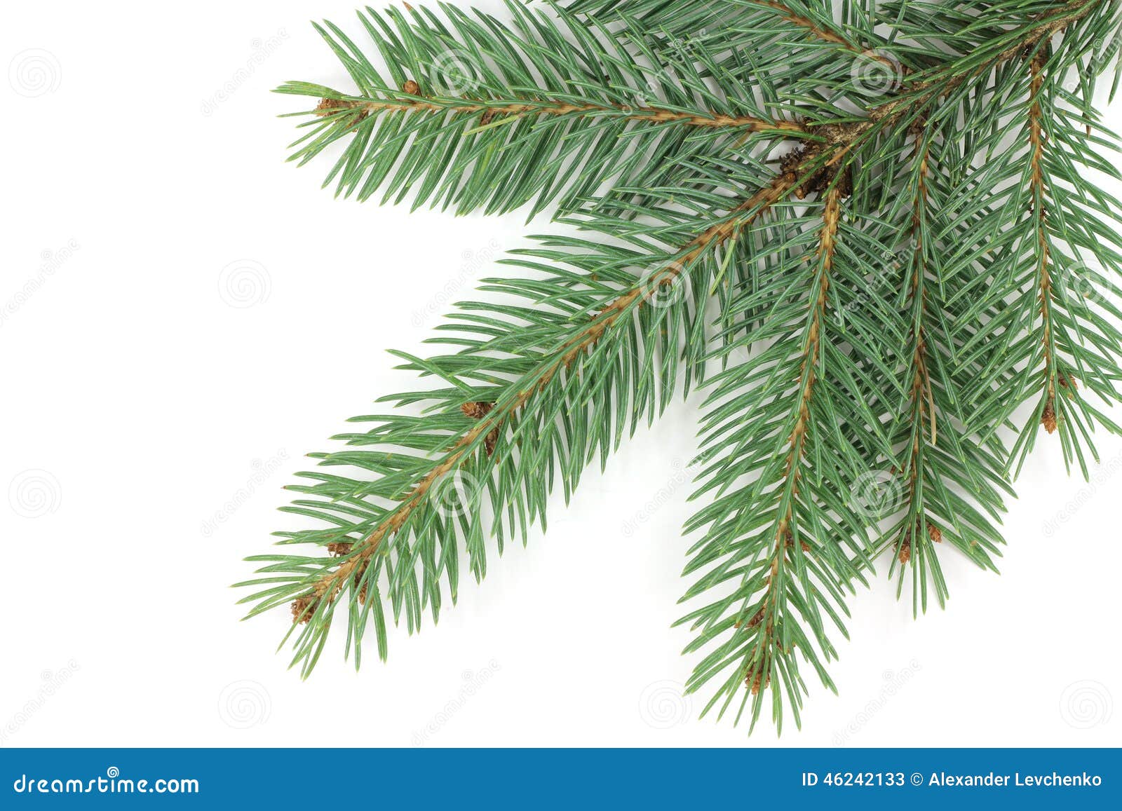 Green spruce twig stock image. Image of prickly, green - 46242133