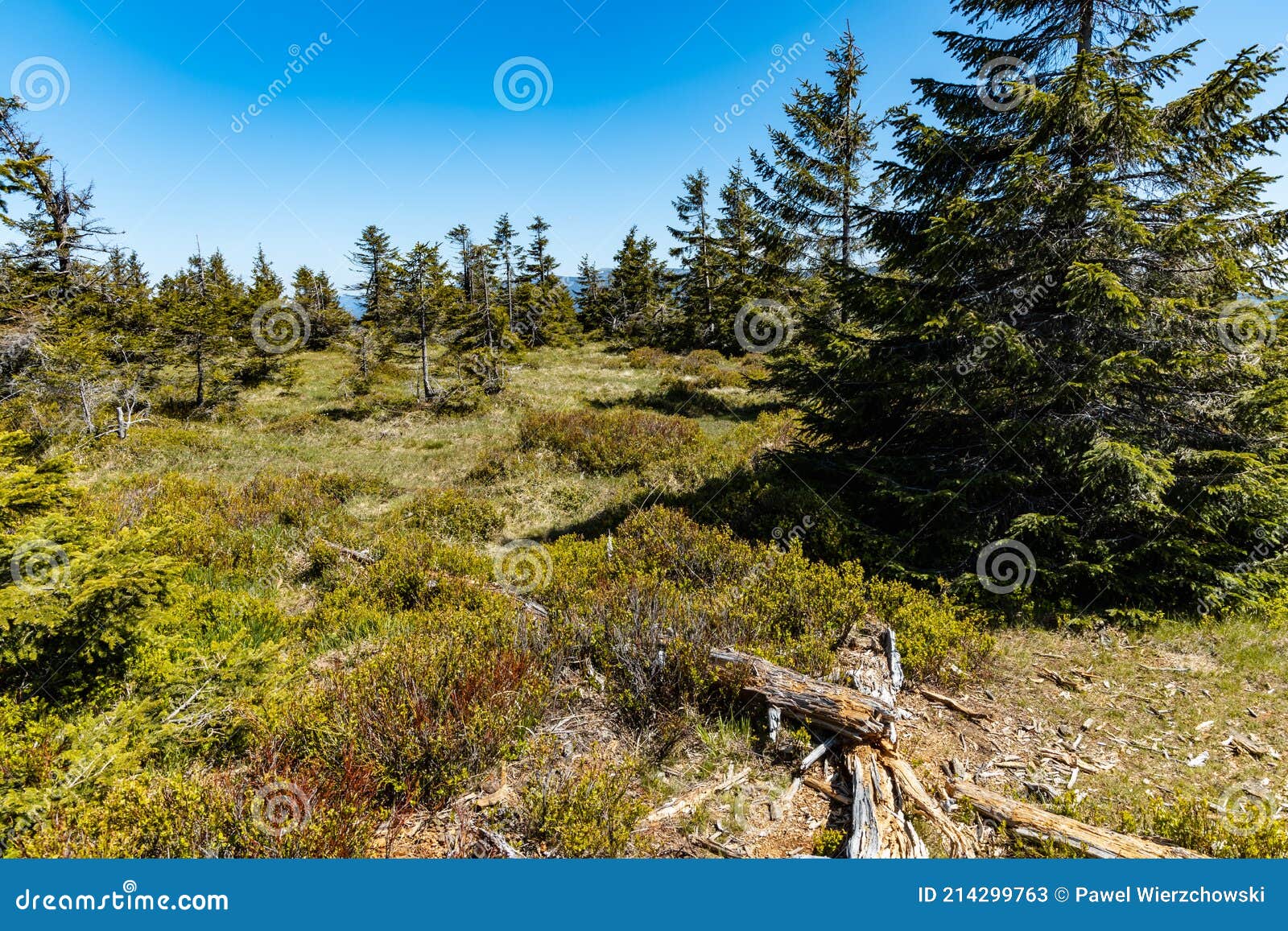 Green Square with Small Trees and Bushes Around Stock Image - Image of ...